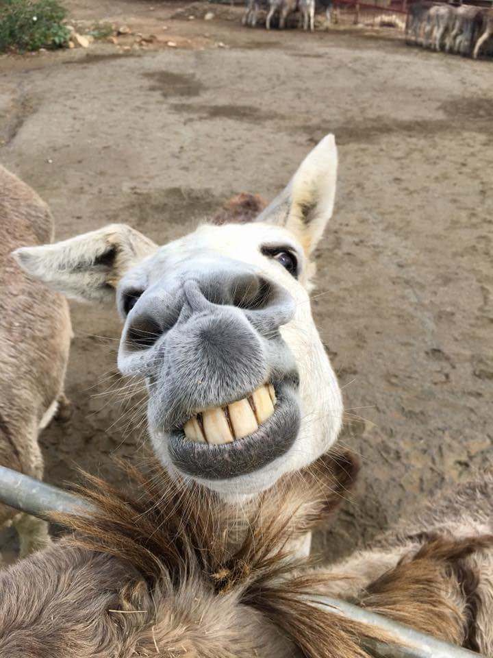Happy donkey derp | Scrolller