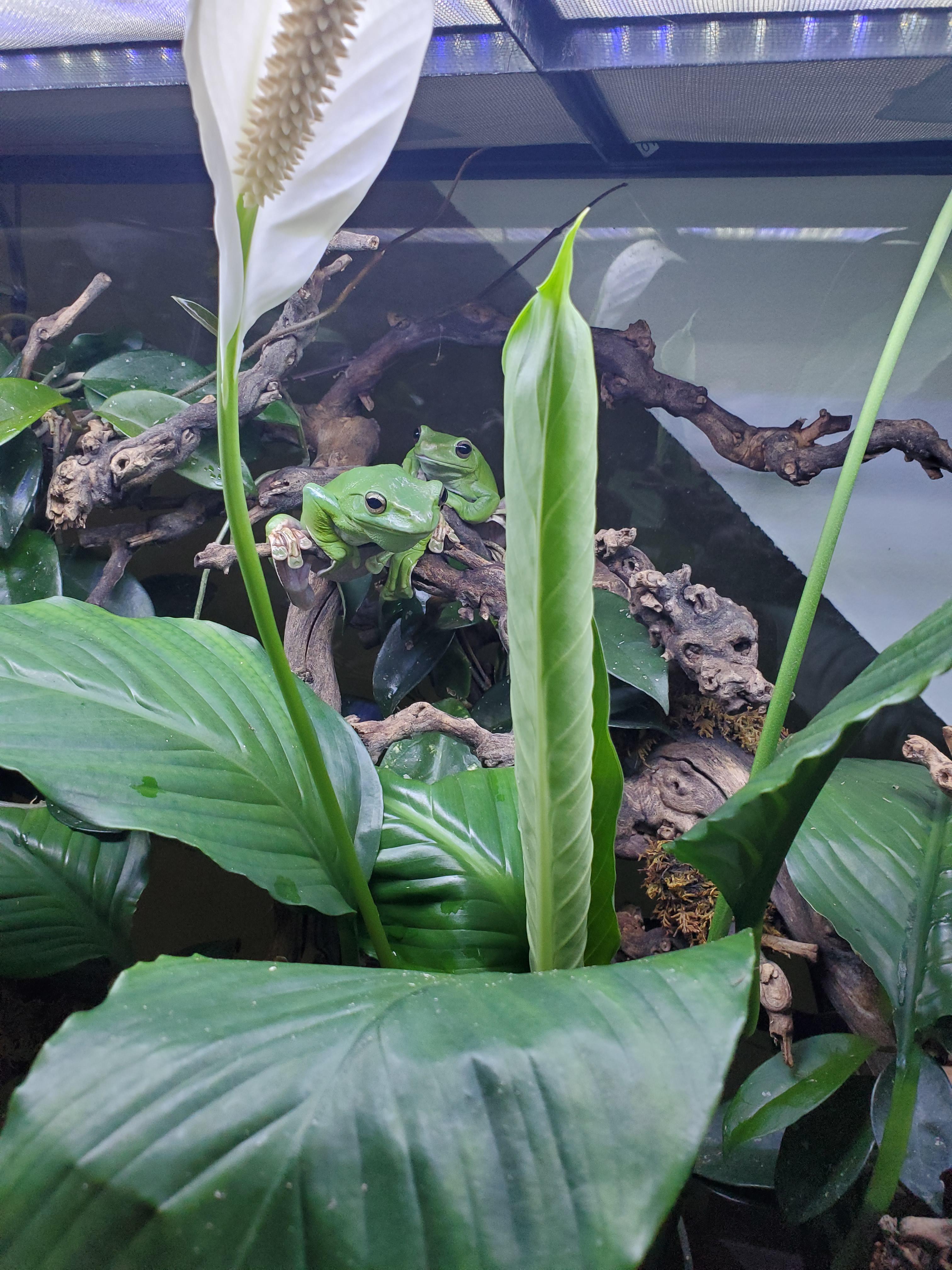 Happy Frog 20 | Scrolller