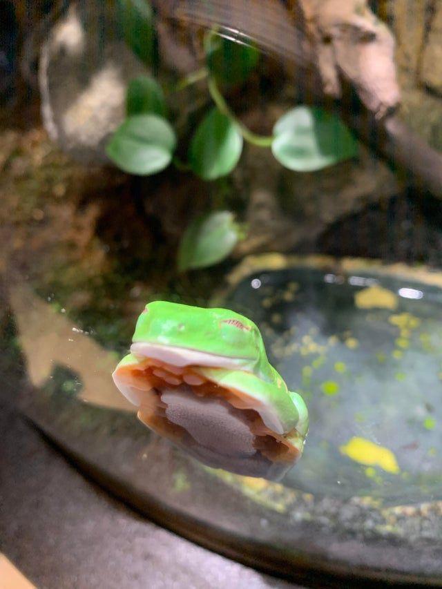 happy frog rule | Scrolller