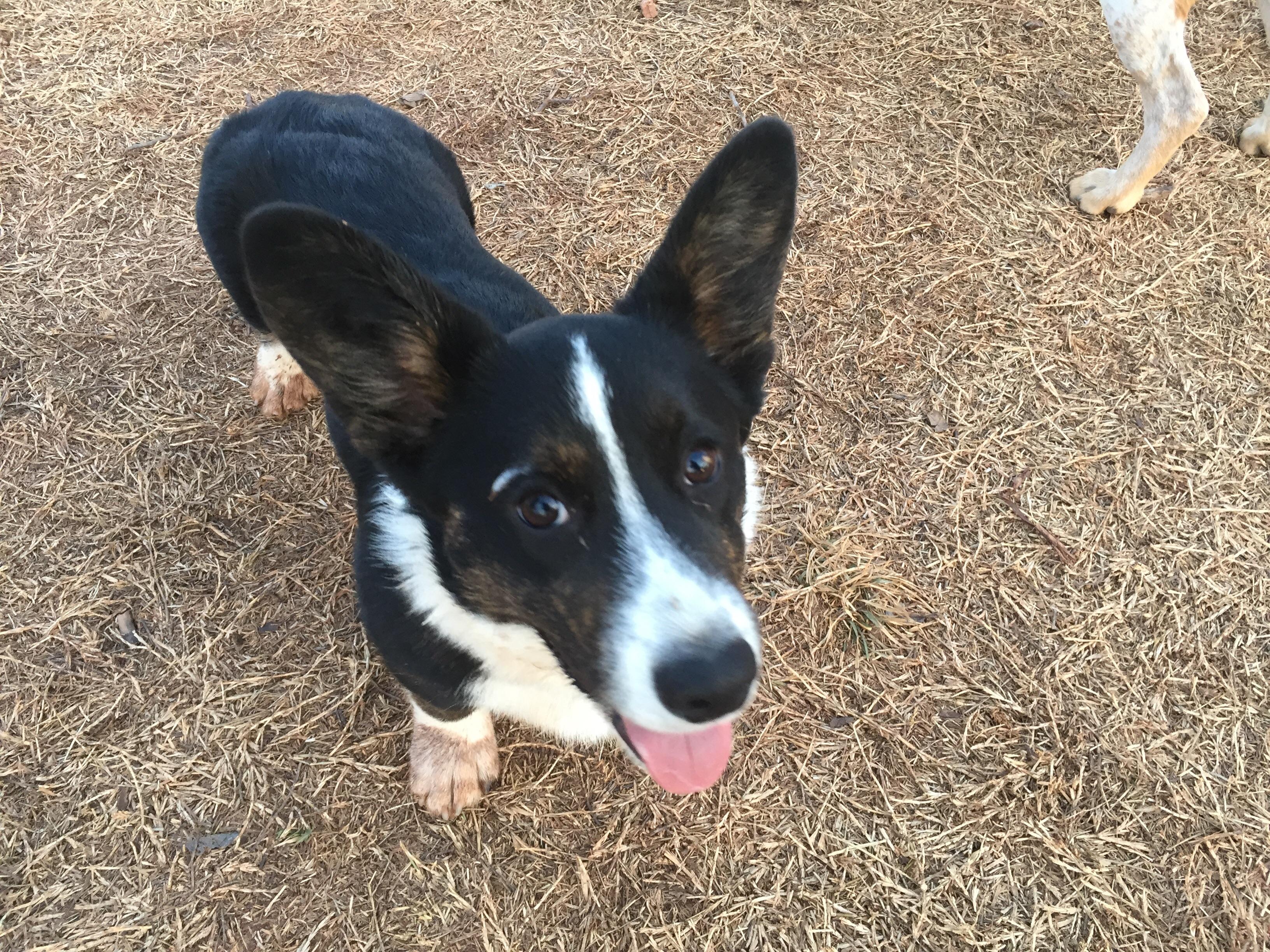Happy Gilmore the Corgi!!!! | Scrolller