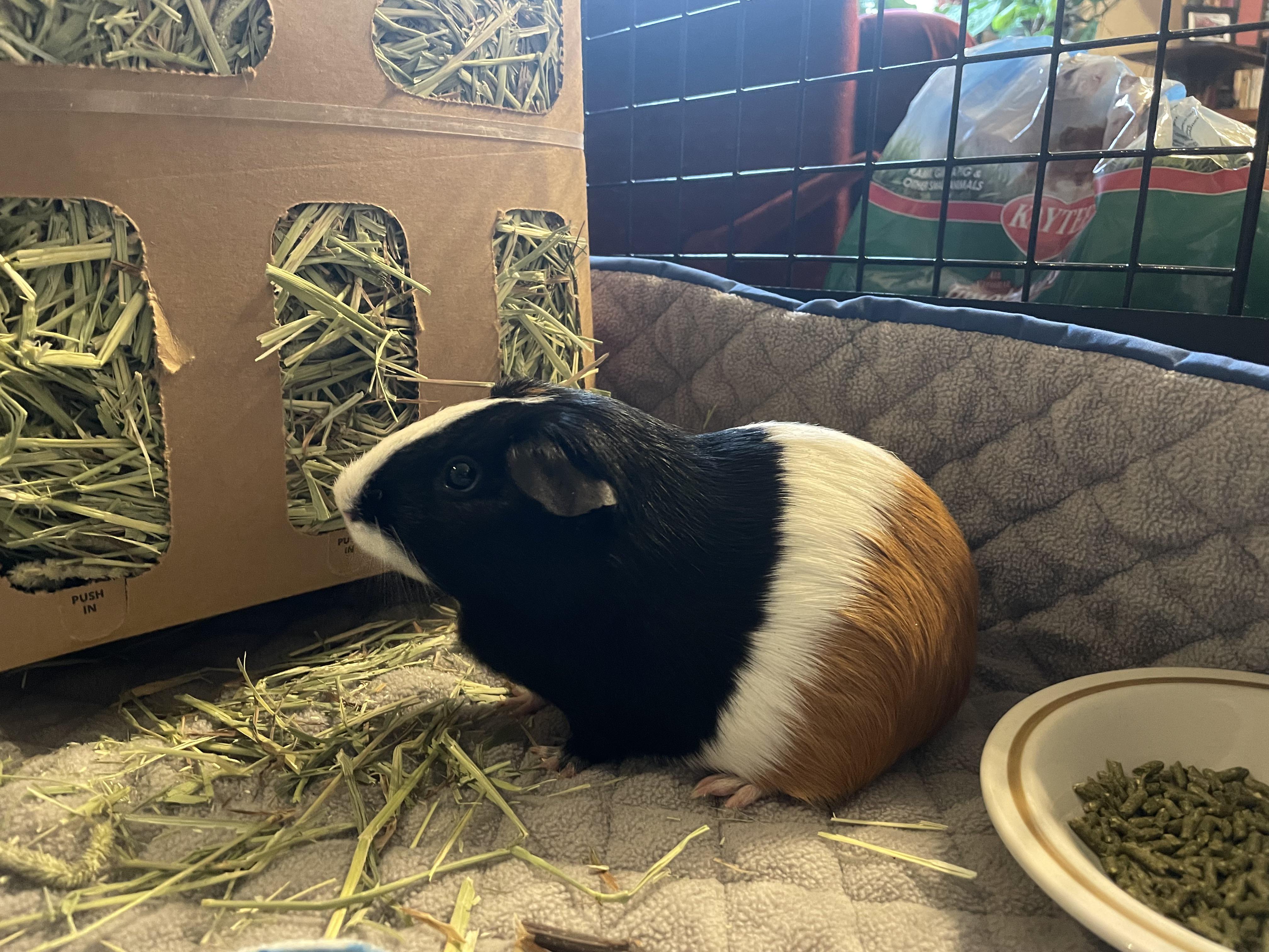 Happy guinea pig appreciation day! | Scrolller
