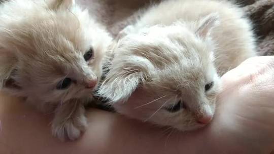 Happy kitty, sleepy kitty, purr, bath, purr | Scrolller