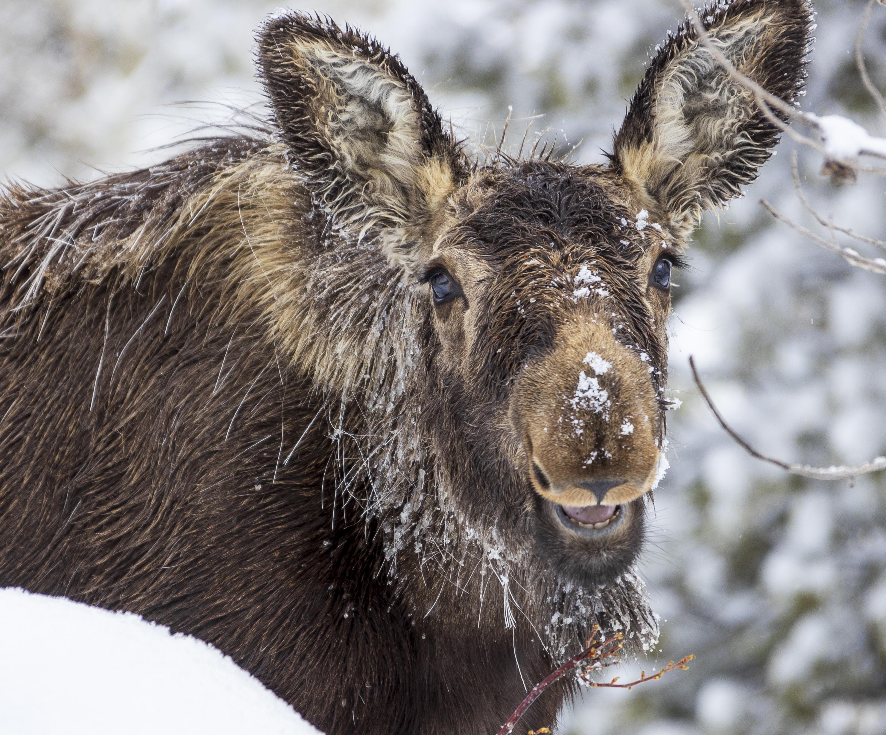 Happy moose yearling is happy | Scrolller
