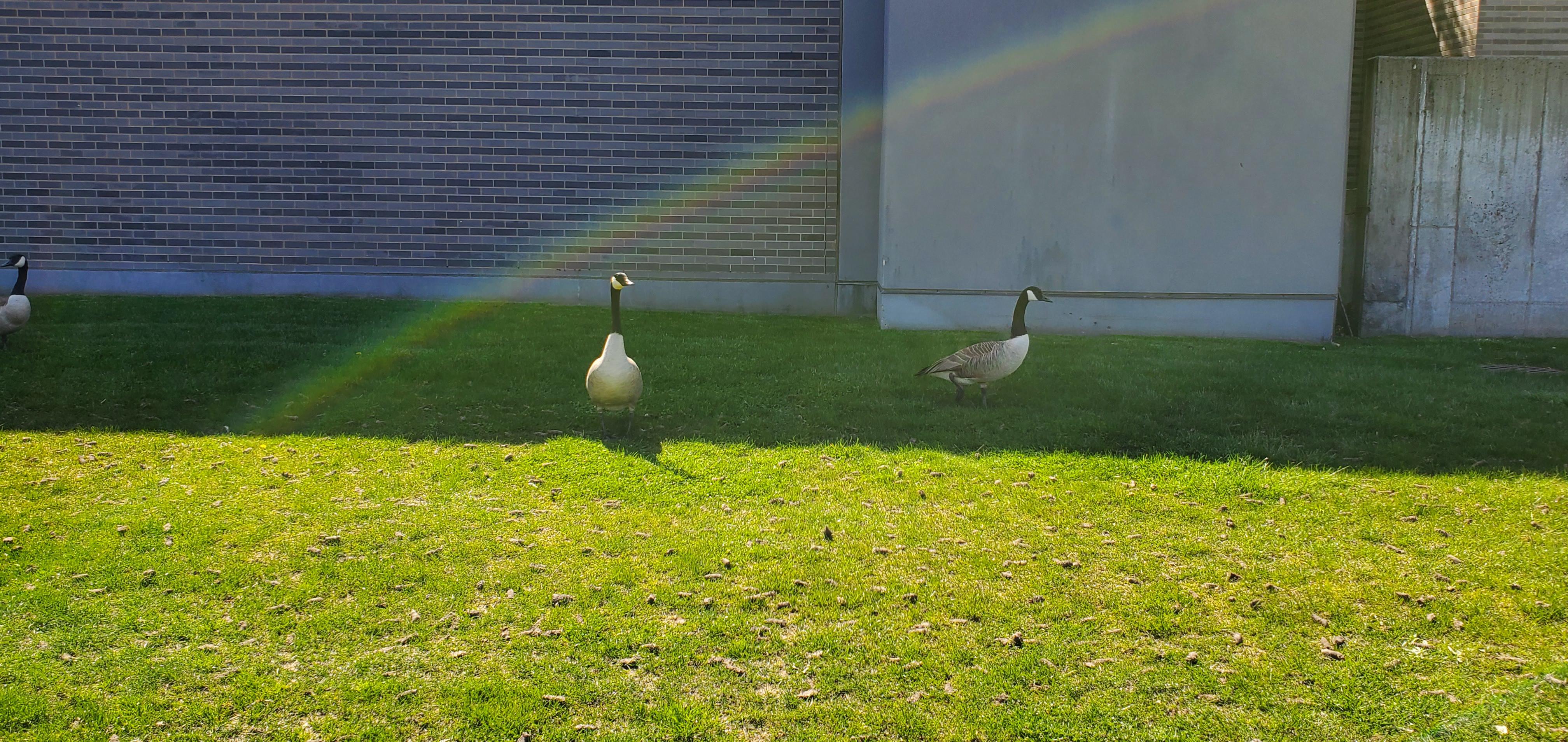 Happy Pride Month From The Geese! | Scrolller