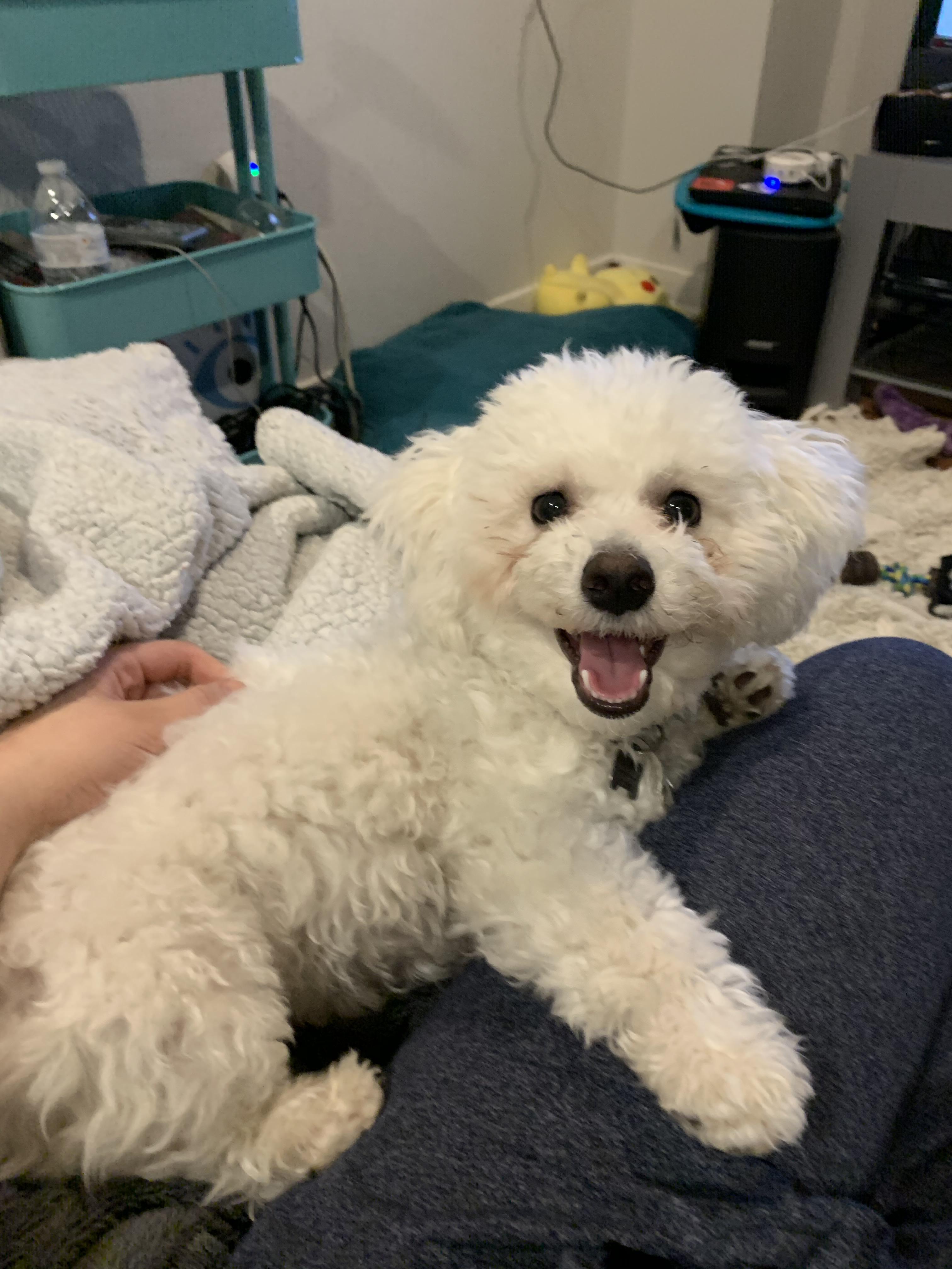 Happy puppy!! | Scrolller