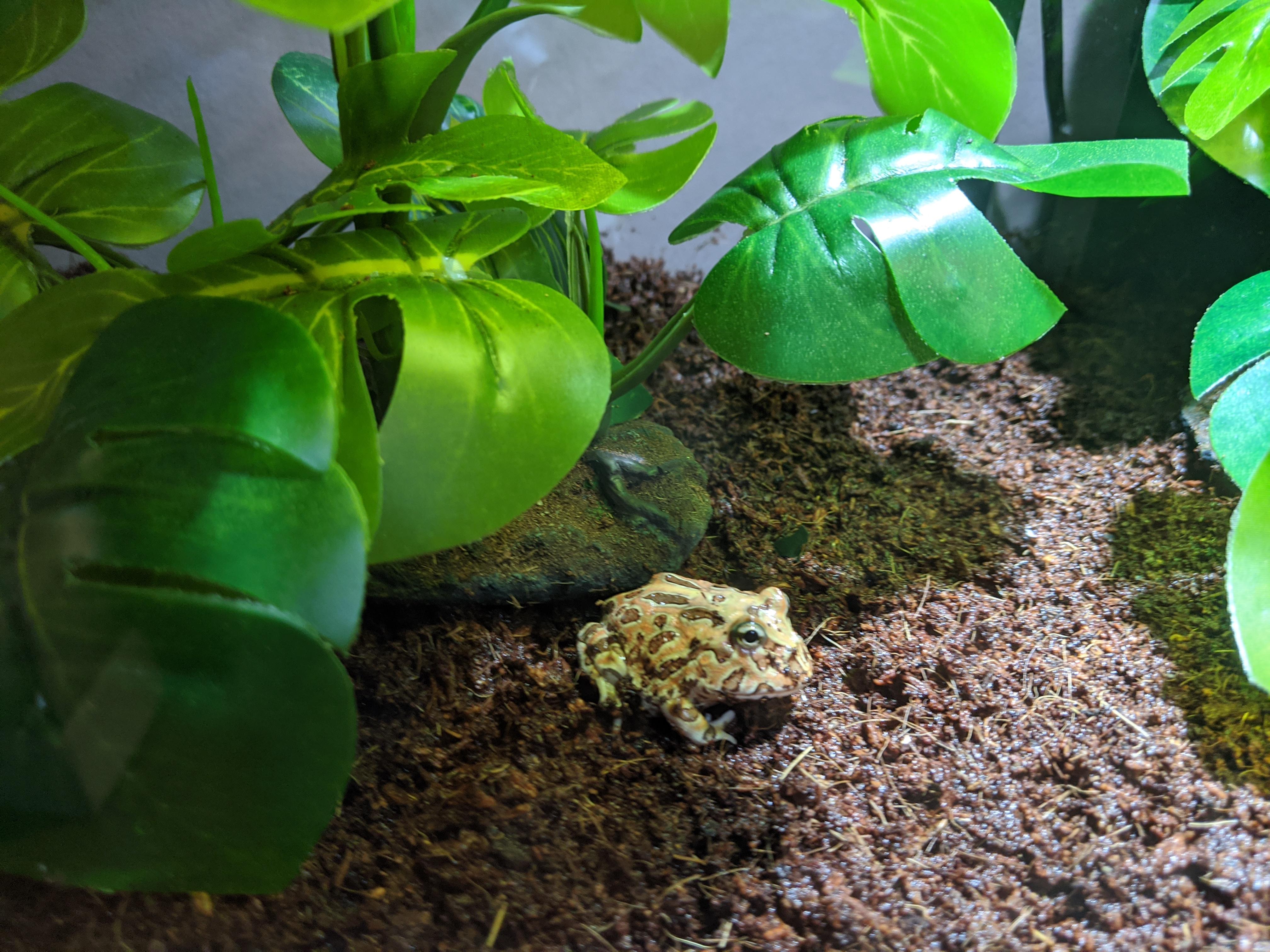 Happy Wednesday, from my baby Pacman frog, Wednesday 🐸 | Scrolller