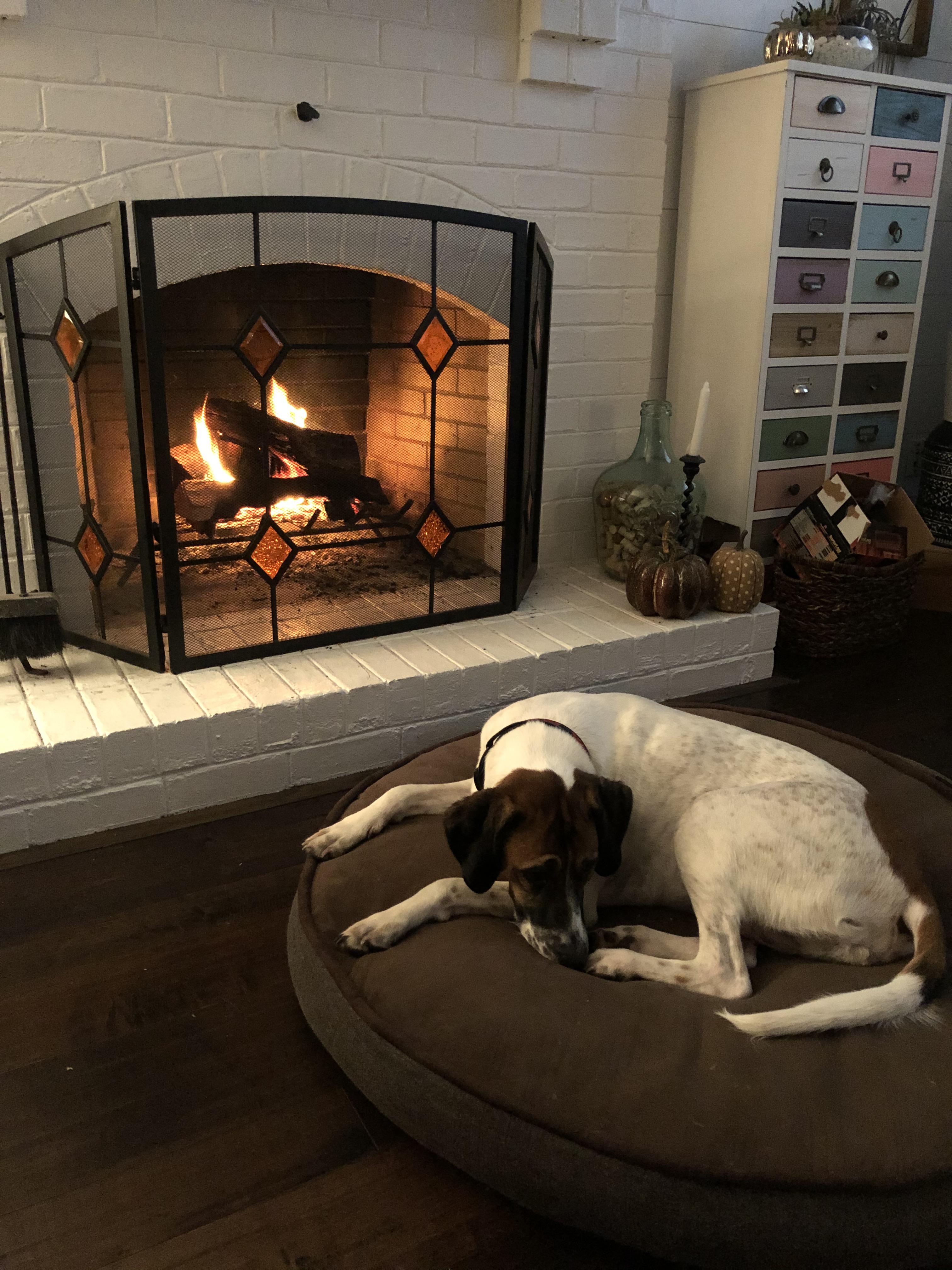 Harper the hound in her happy place | Scrolller