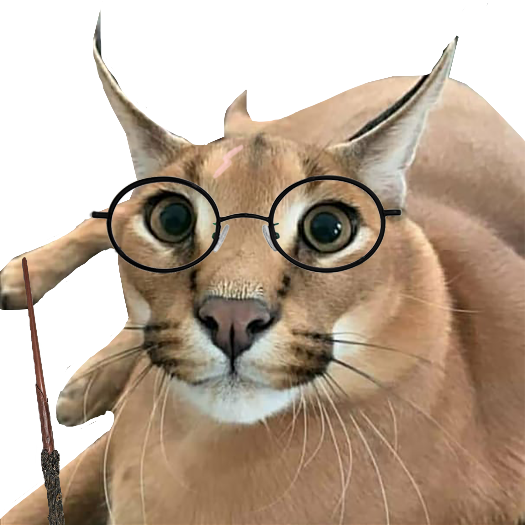 Harry Floppa :) | Scrolller