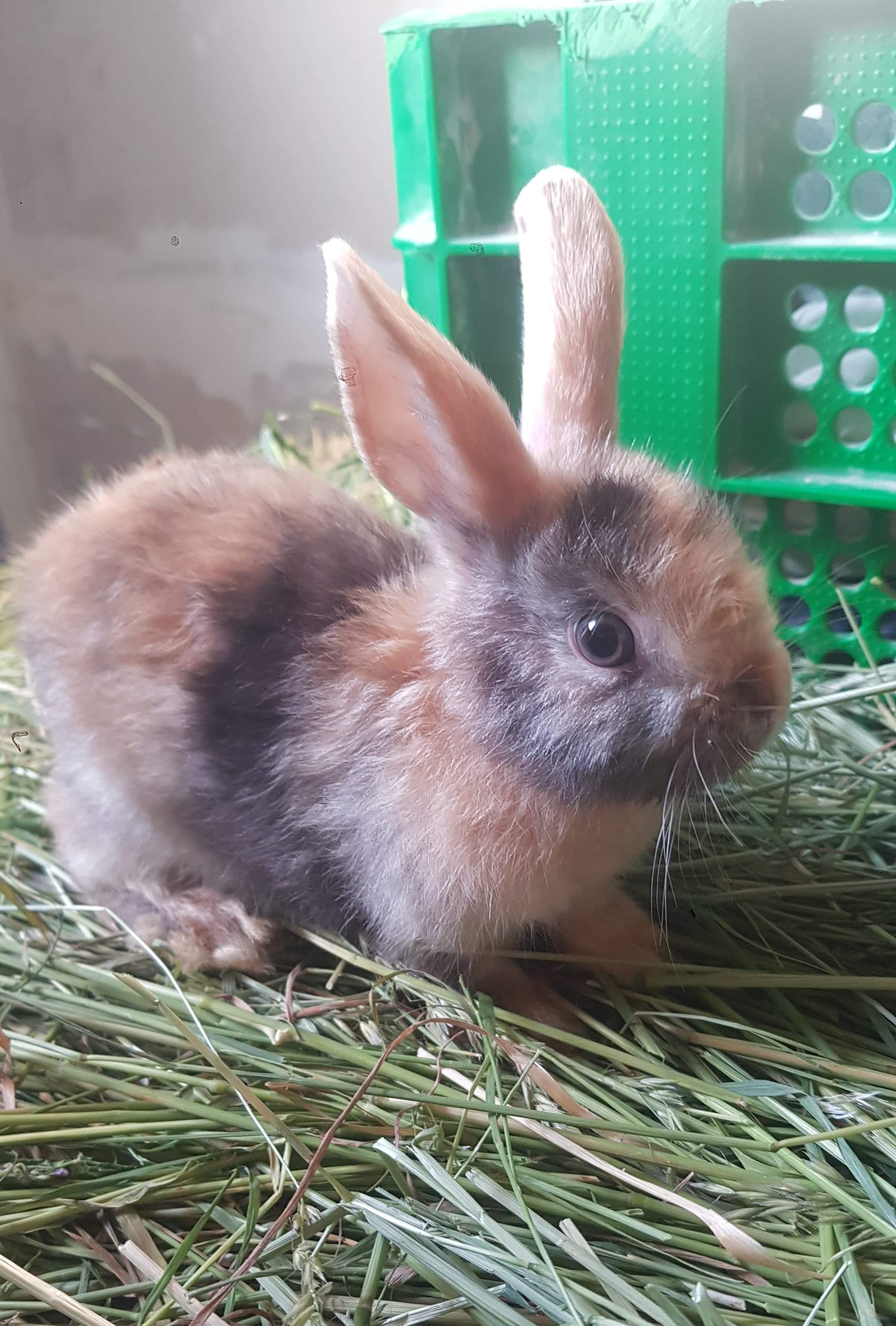 Have you ever cried because of something so cute? Meet Hazel :) | Scrolller