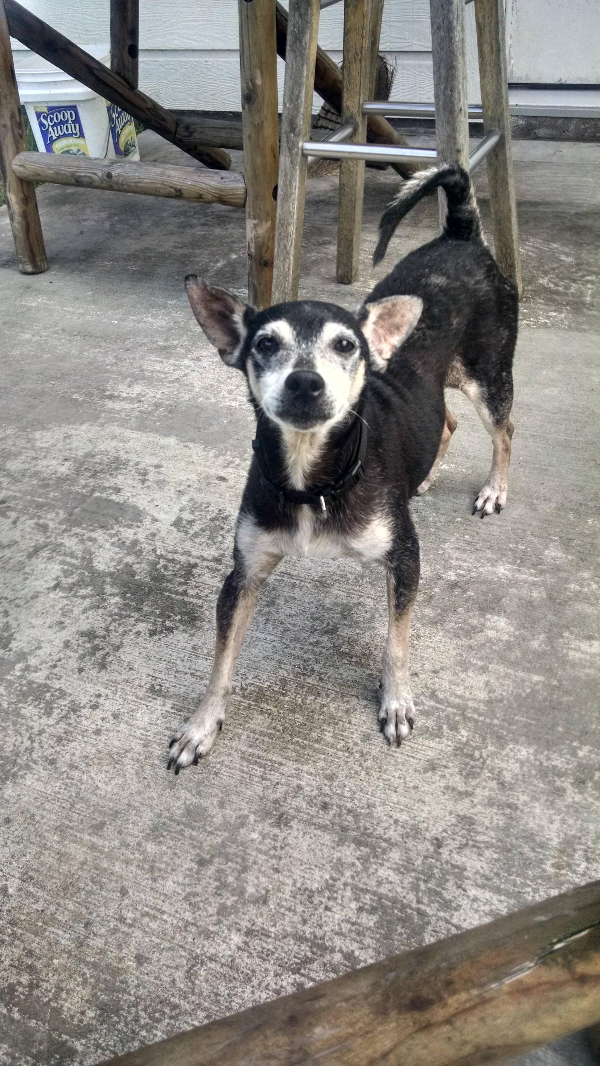 Have you lost this dog? | Scrolller