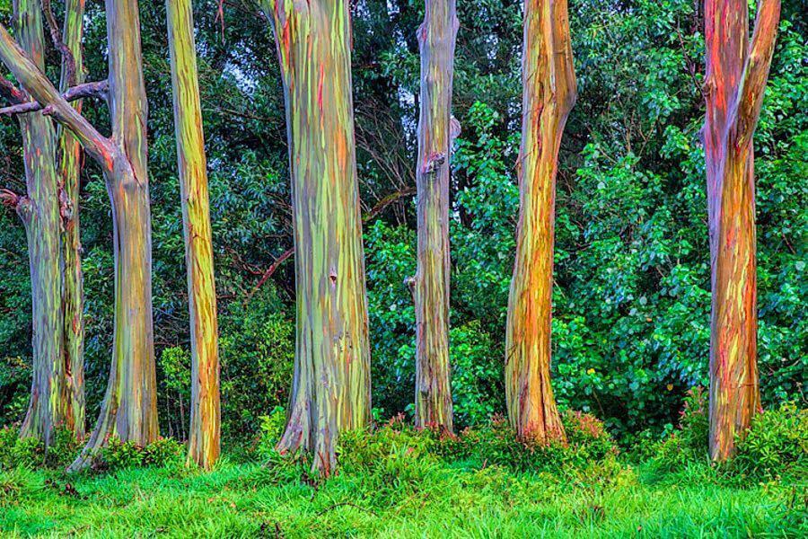 Hawaii has eucalyptus trees with their own rainbow-colored trunks. | Scrolller