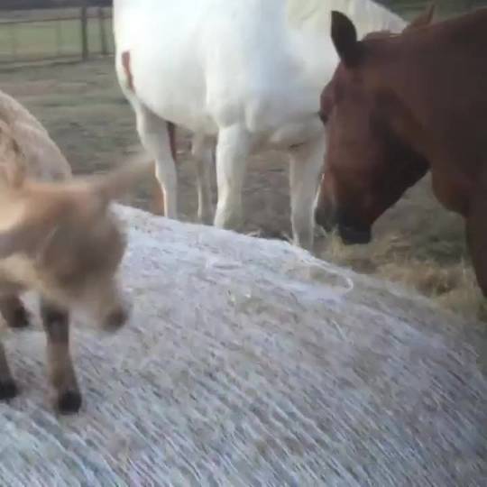 Hay is for (getting on top of) horses (x-post from /r/goatsontopofhorses) | Scrolller