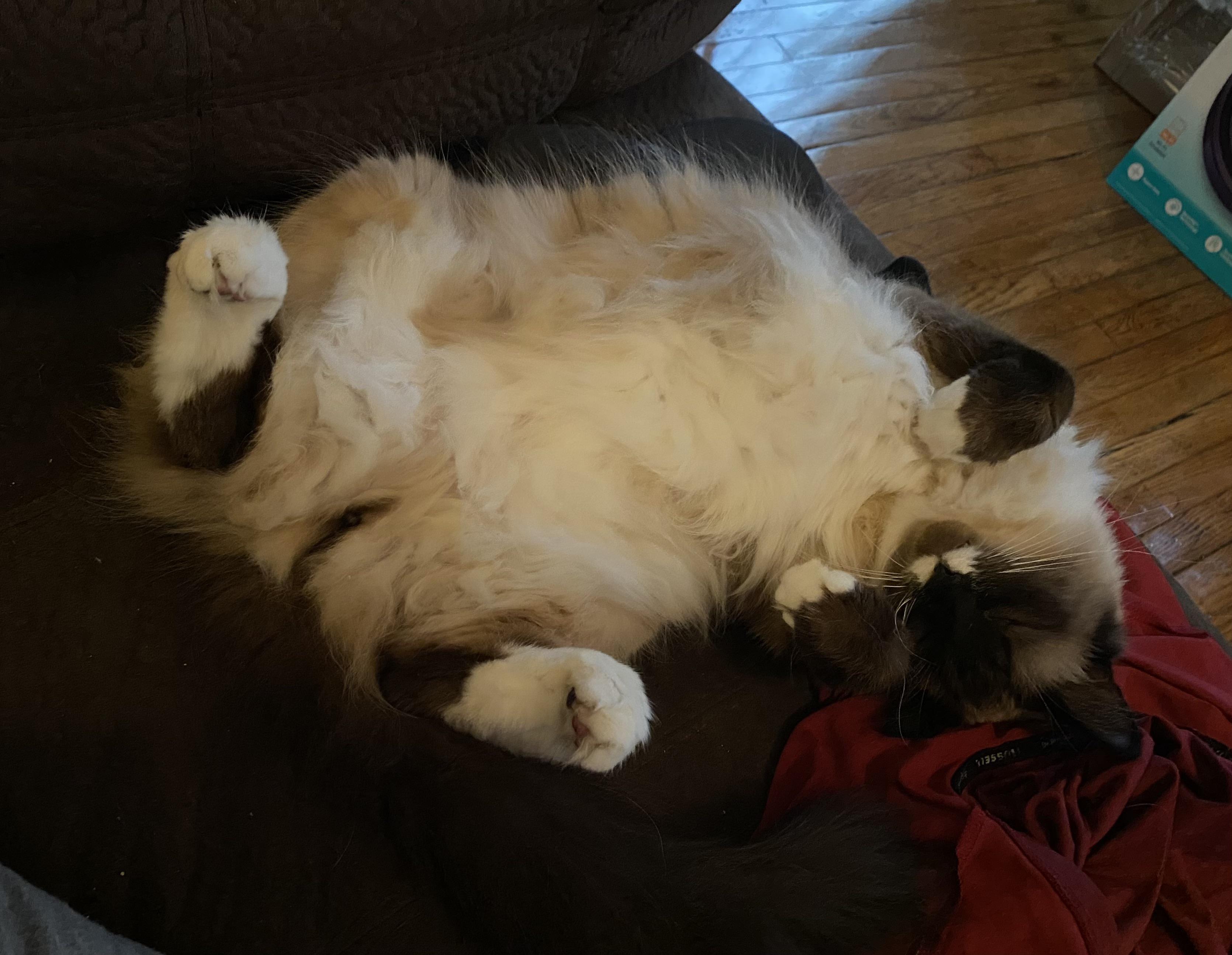 Discover more like Catbellies: He allowed me the great honor of three ...