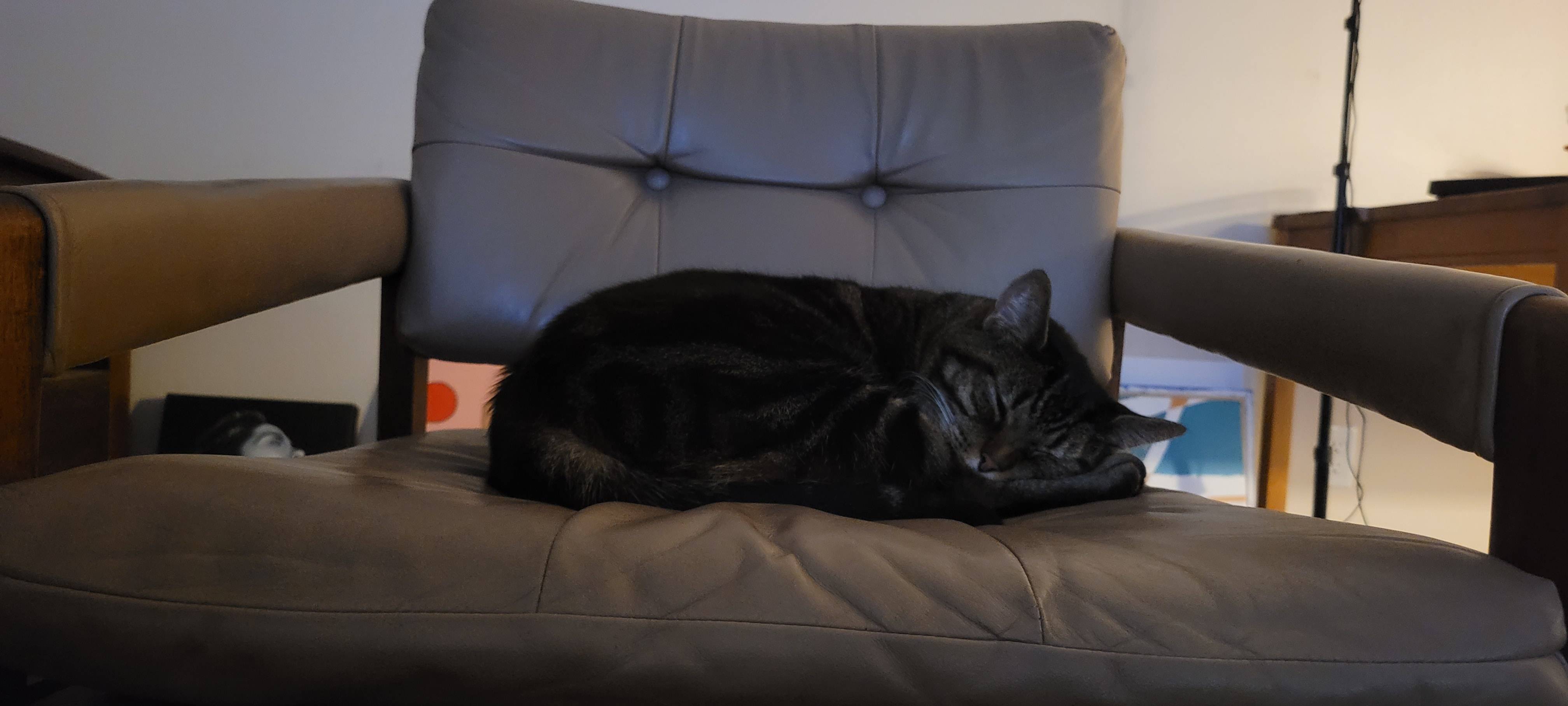 He always steals my favorite chair | Scrolller