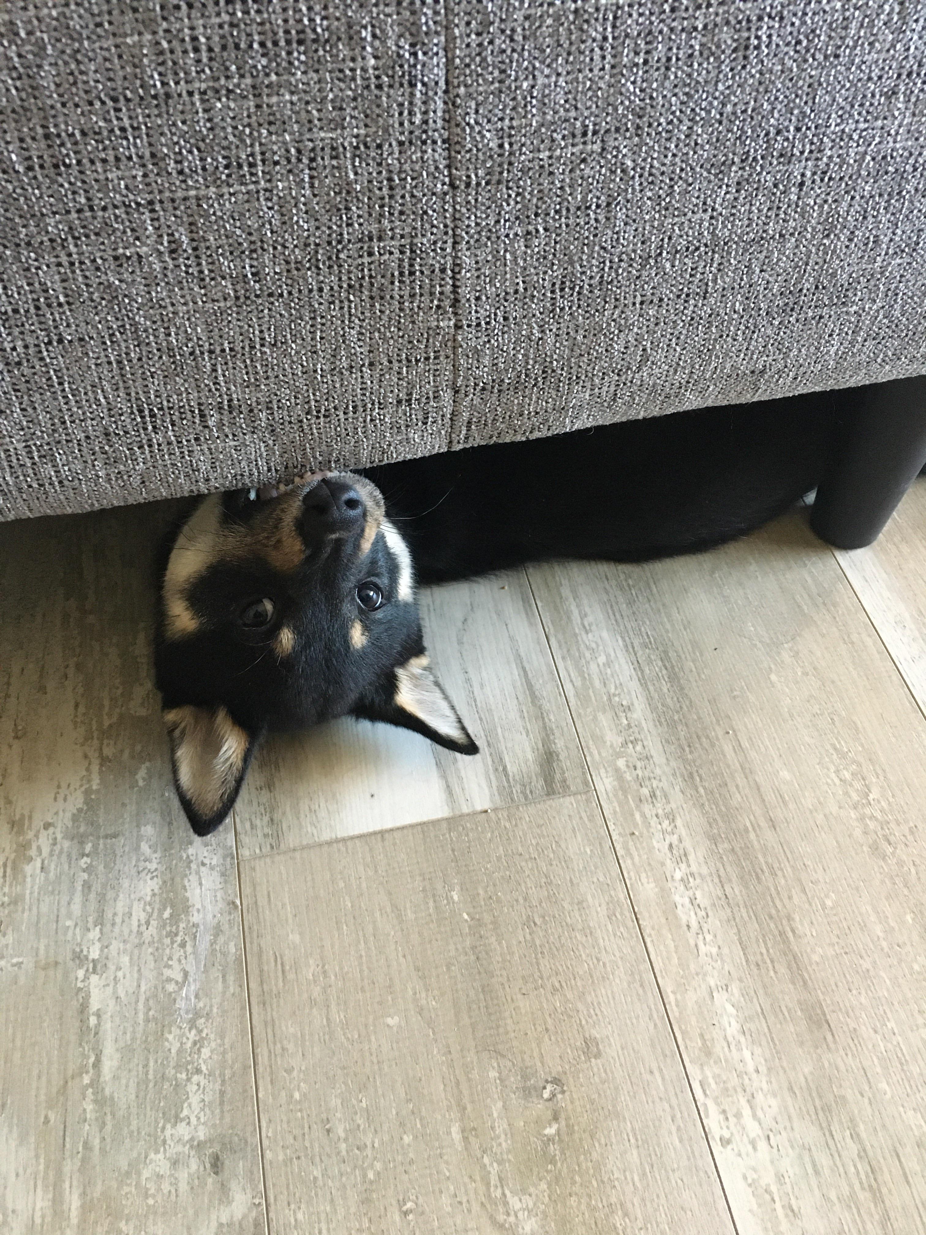 He chomp | Scrolller