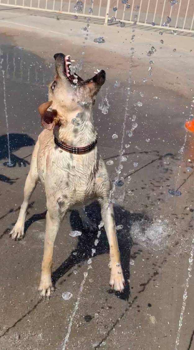 He Don T Bite Scrolller