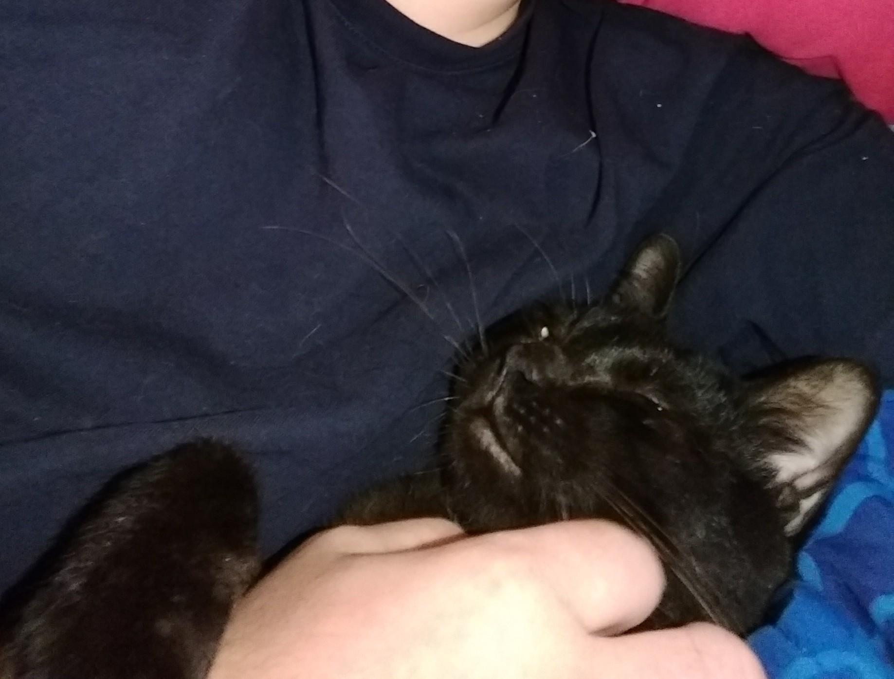 He feel asleep with his paws wrapped around my arm | Scrolller