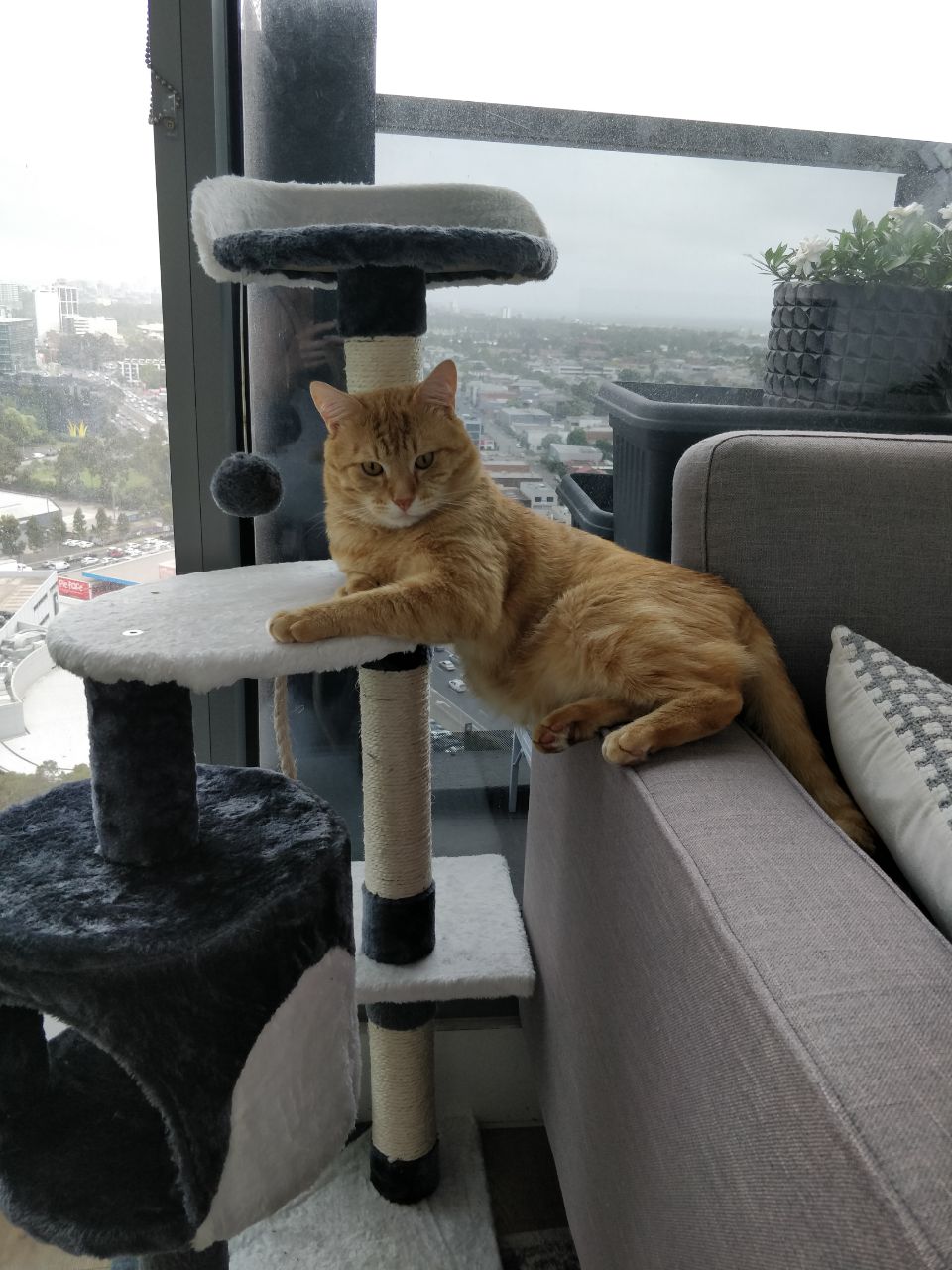 He is a fancy boy. | Scrolller