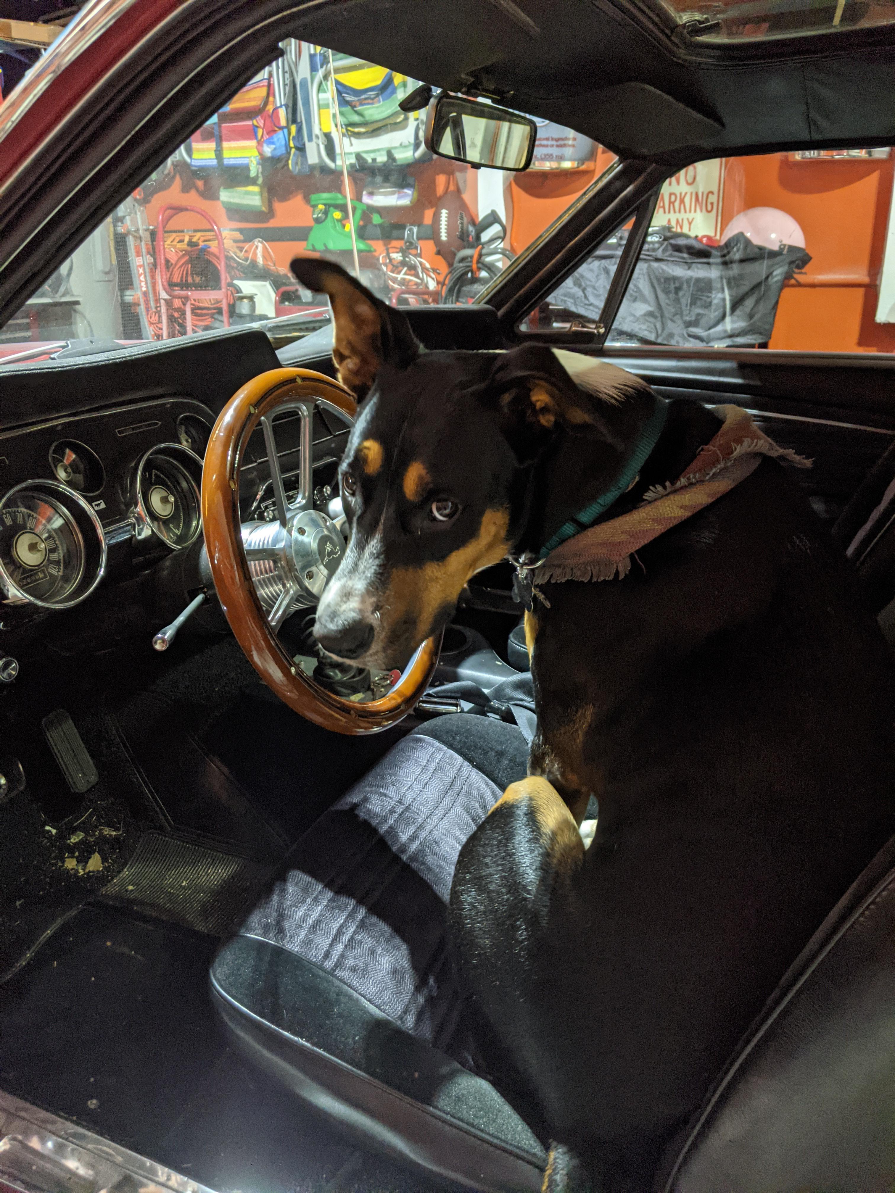 He looks so guilty | Scrolller