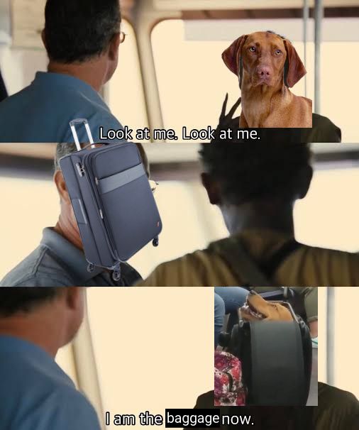 He looks so happy being a baggage | Scrolller