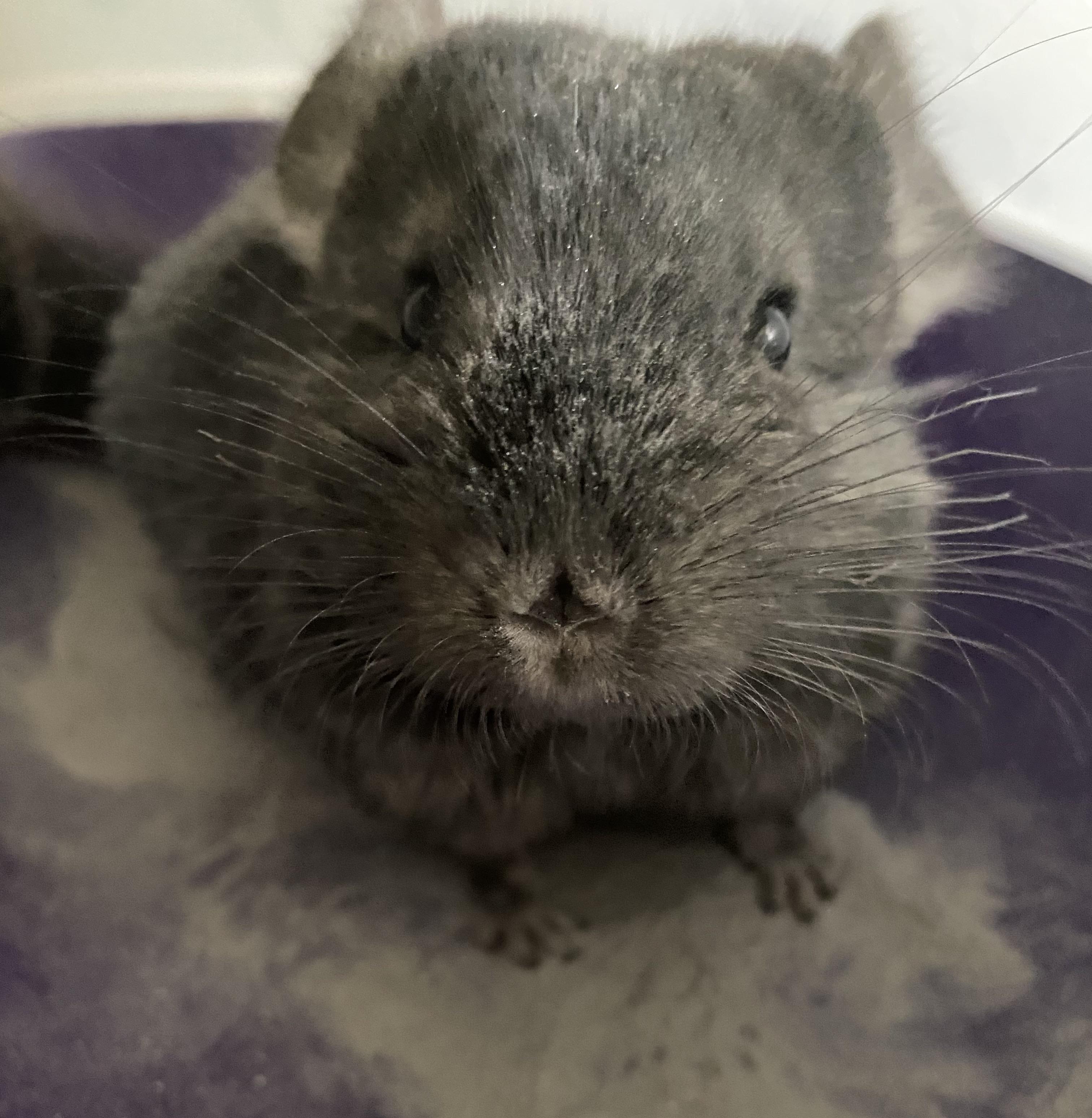 He loves his baths ♥️ | Scrolller