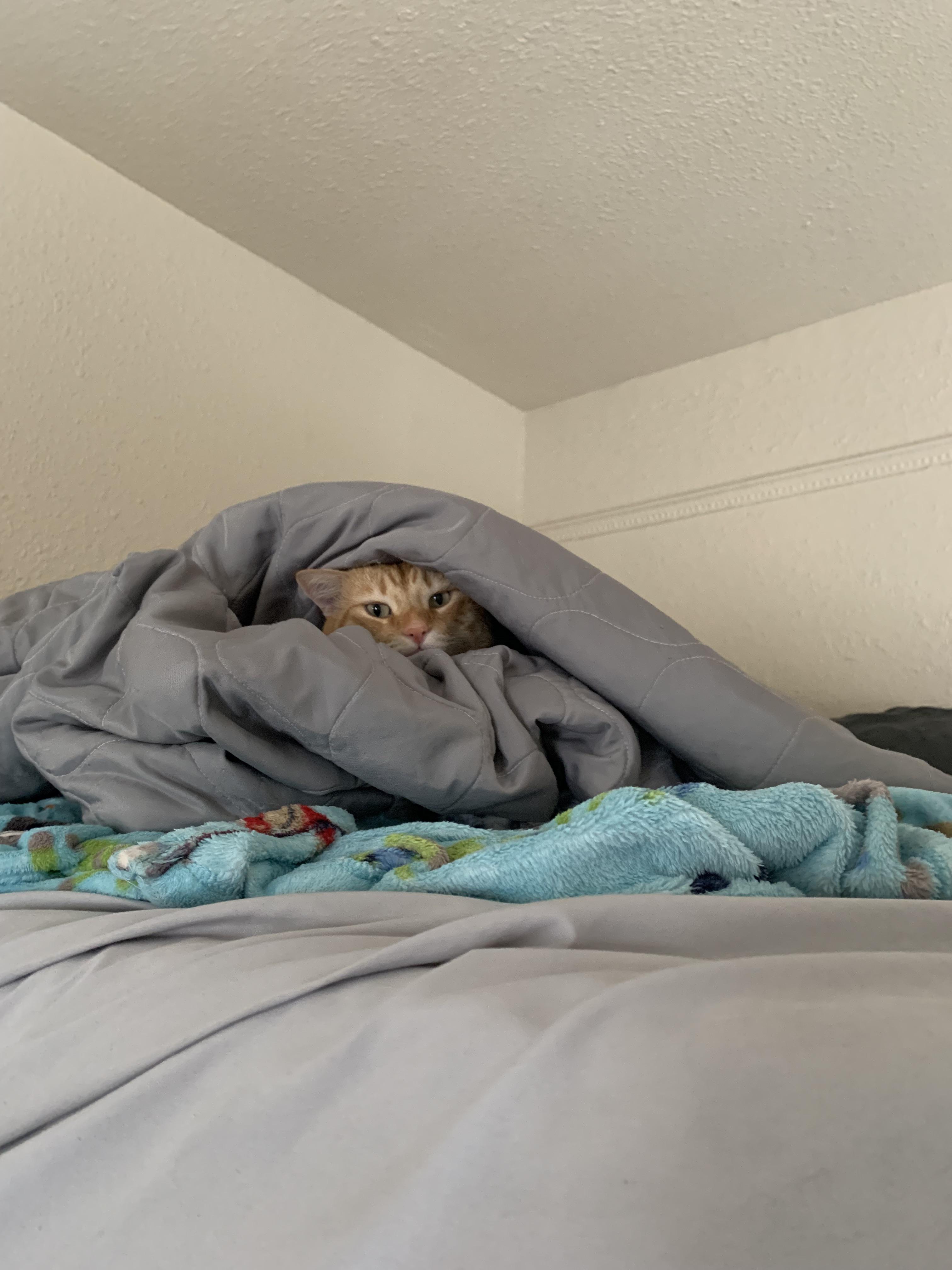 He loves piled up blankets | Scrolller