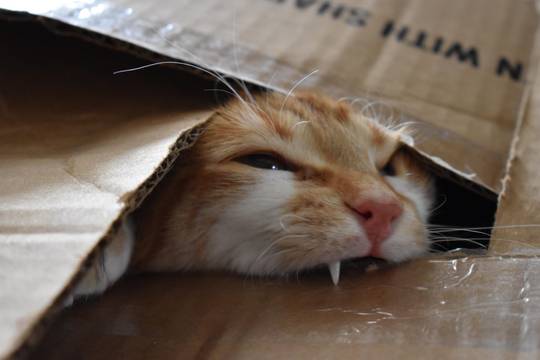 He loves to get stuck in boxes | Scrolller