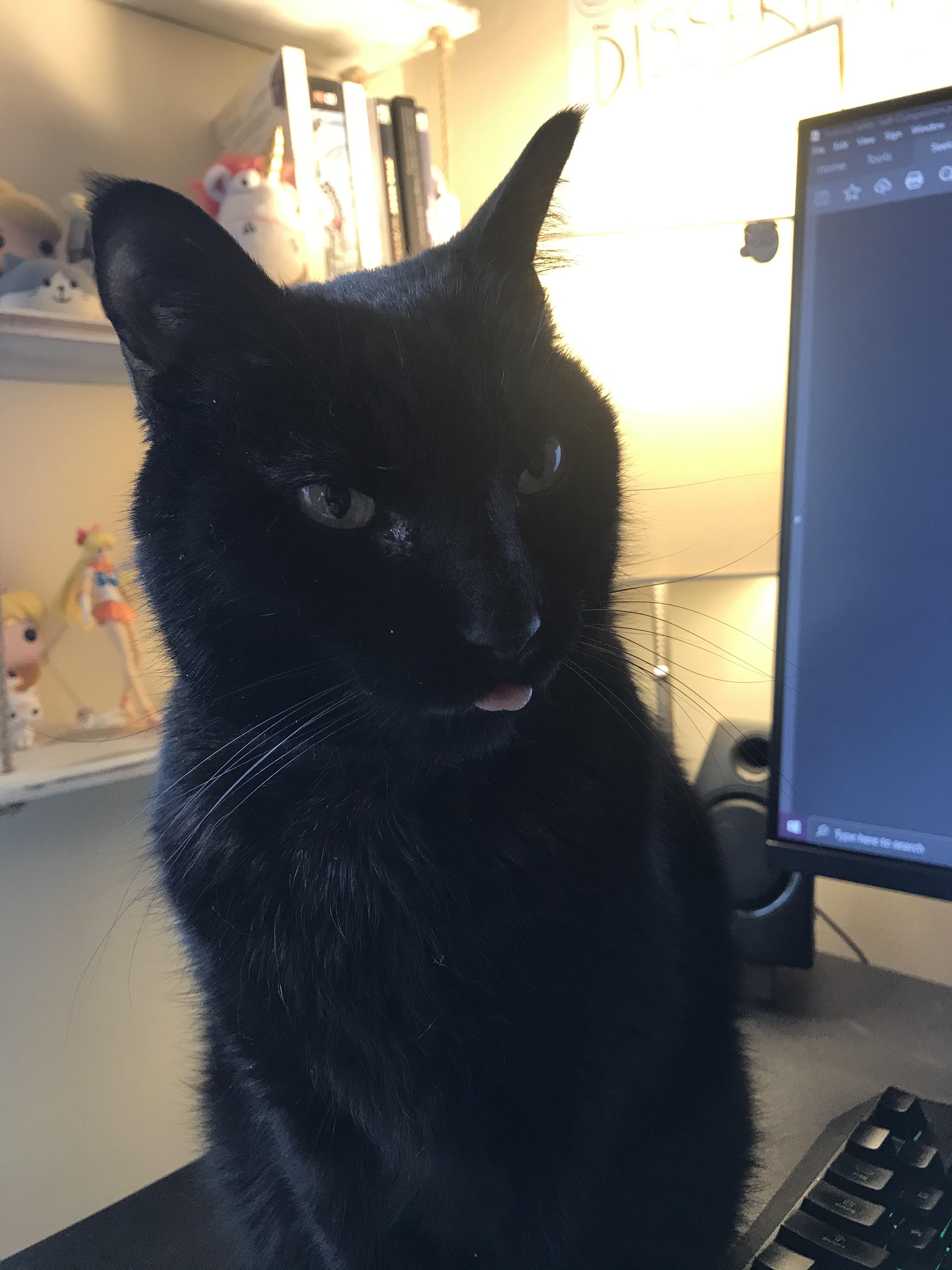 He NEVER does a blep! | Scrolller
