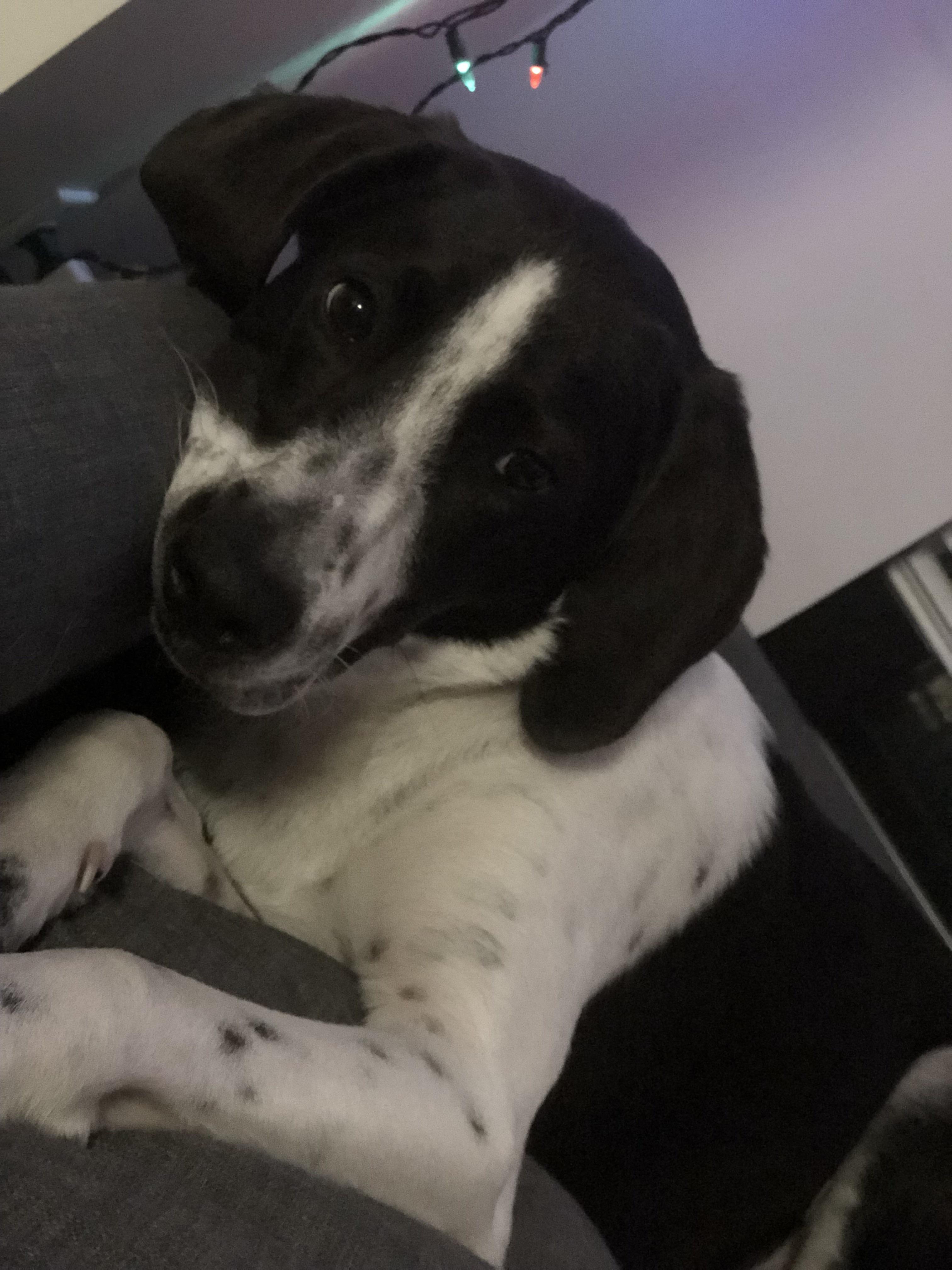 He’s lost in deep thought. Or plotting how to steal my food. | Scrolller