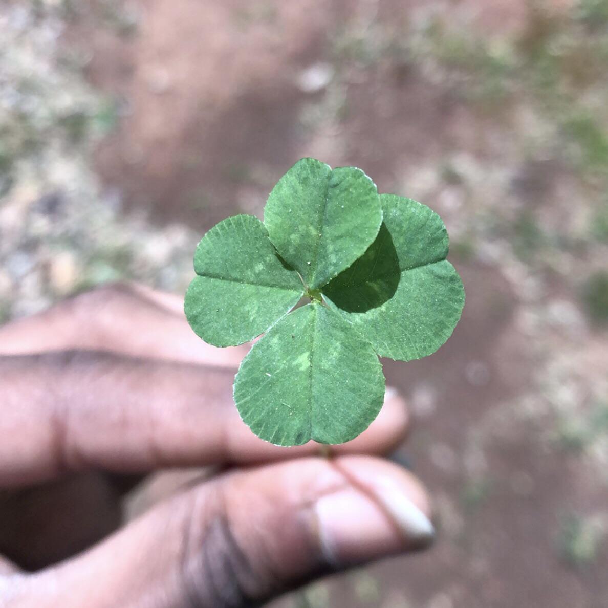 Healthy little clover | Scrolller