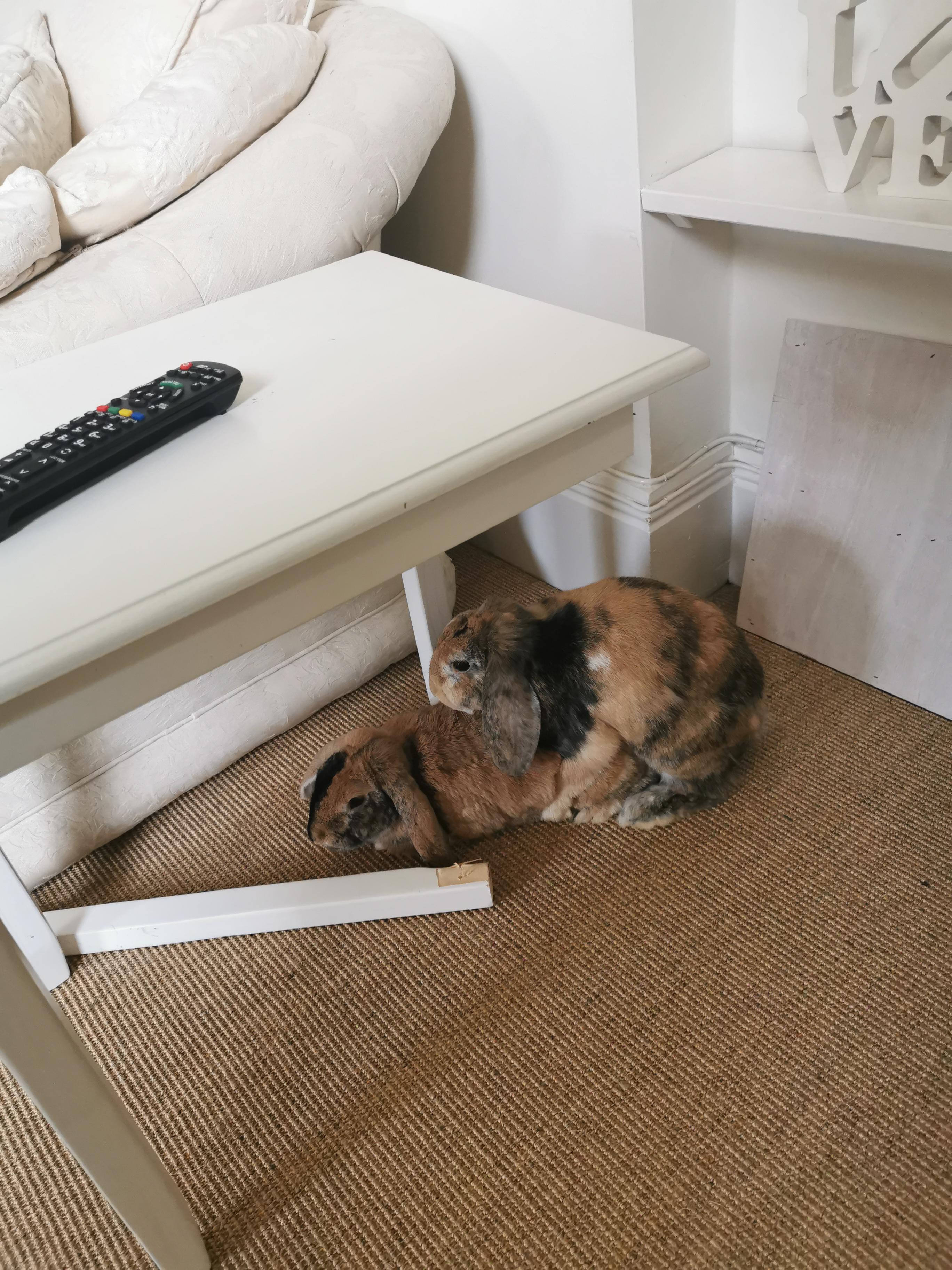 Heard a loud crash, entered the room to find that my rabbits had shagged through the coffee ...