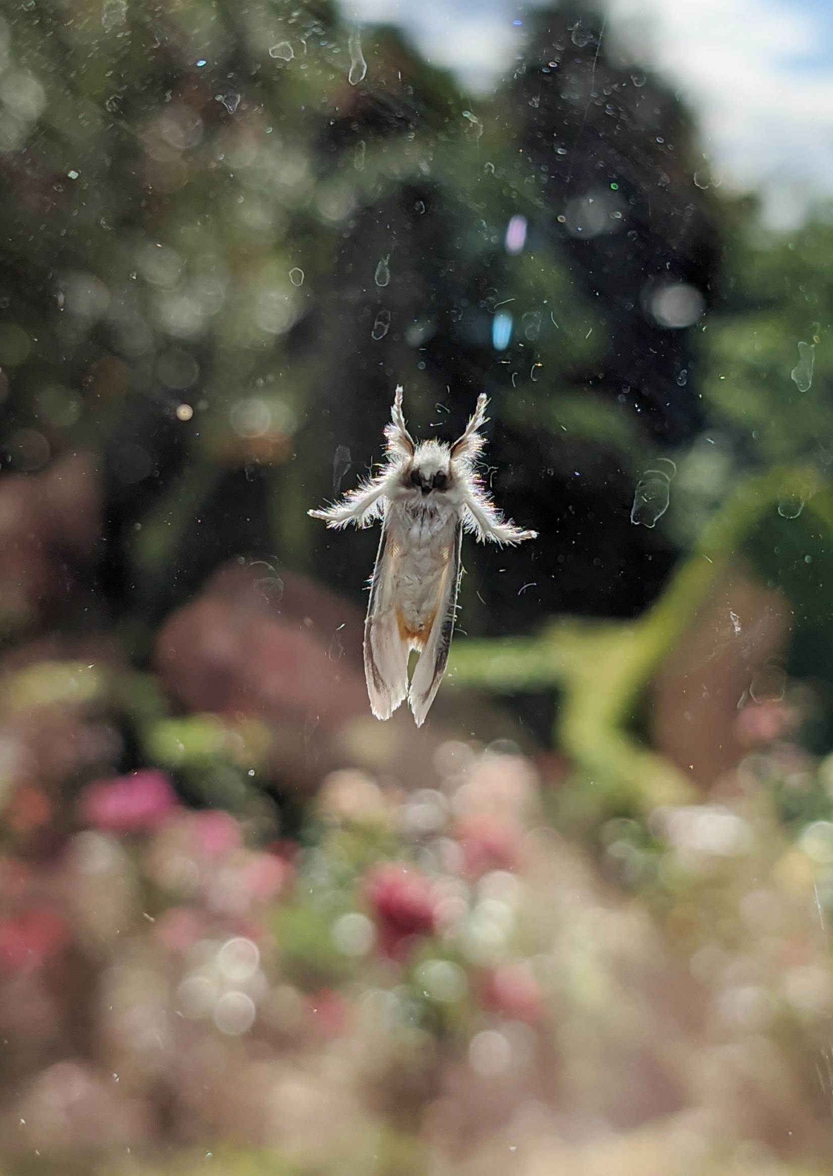 Heavy metal moth this morning | Scrolller