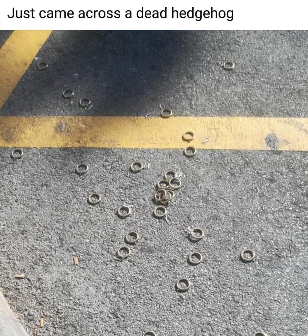 Hedgehog | Scrolller