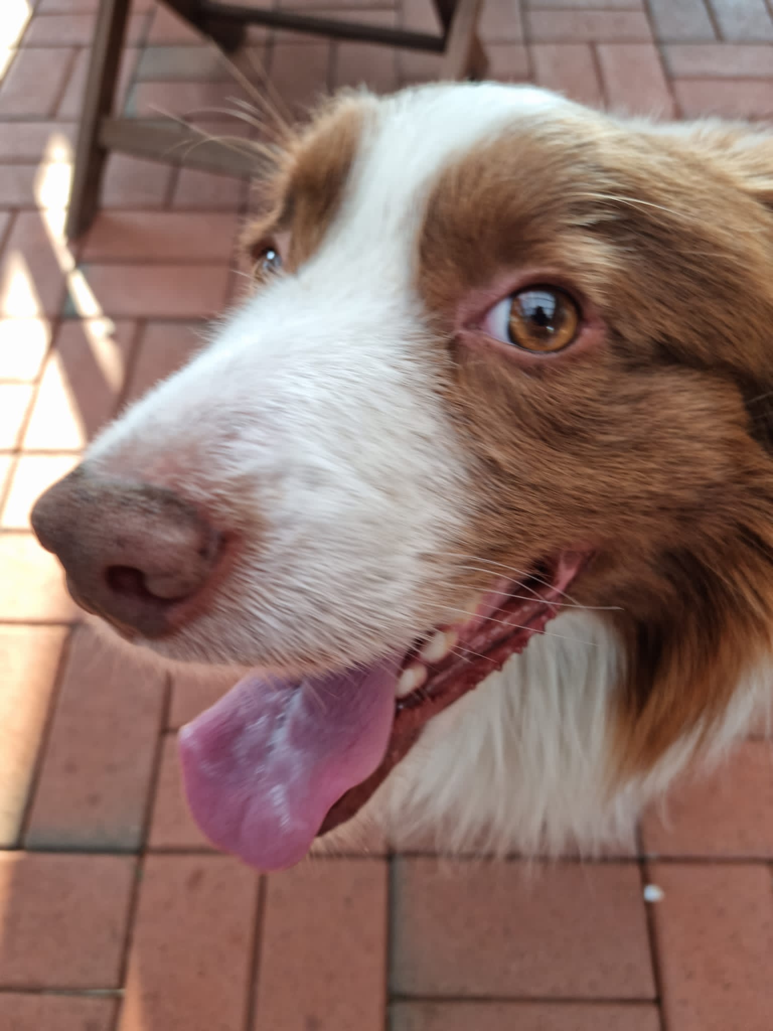 Hello Doggy | Scrolller