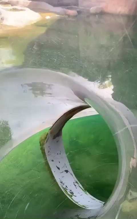 Hello from the Otter Slide | Scrolller