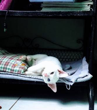 Hello hooman, I'm Cotton! ♥♥♥ | Scrolller