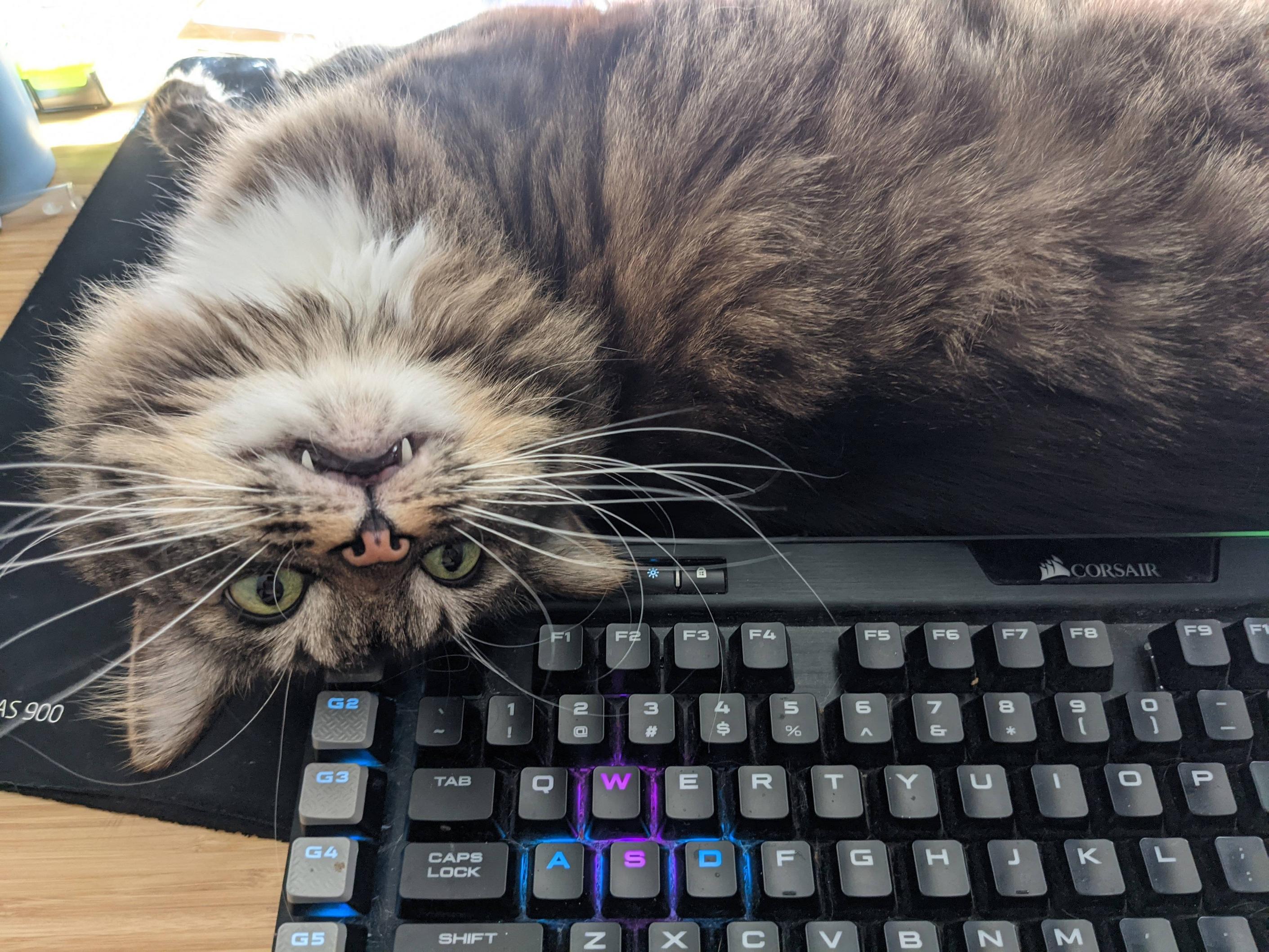 Hello I am trying to be cute! | Scrolller