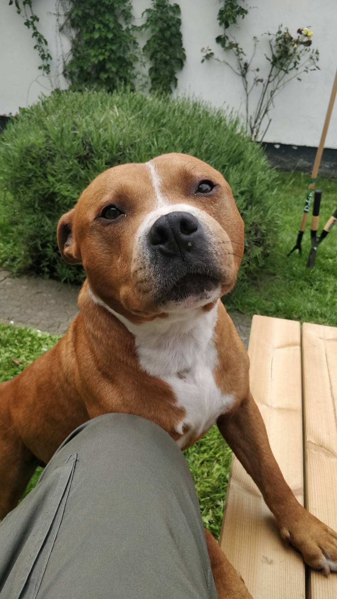 Hello, I'm Buster | Scrolller