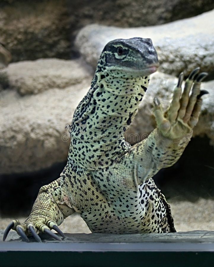 Hello my name is human | Scrolller