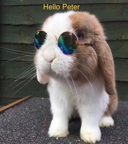 Hello Peter | Scrolller