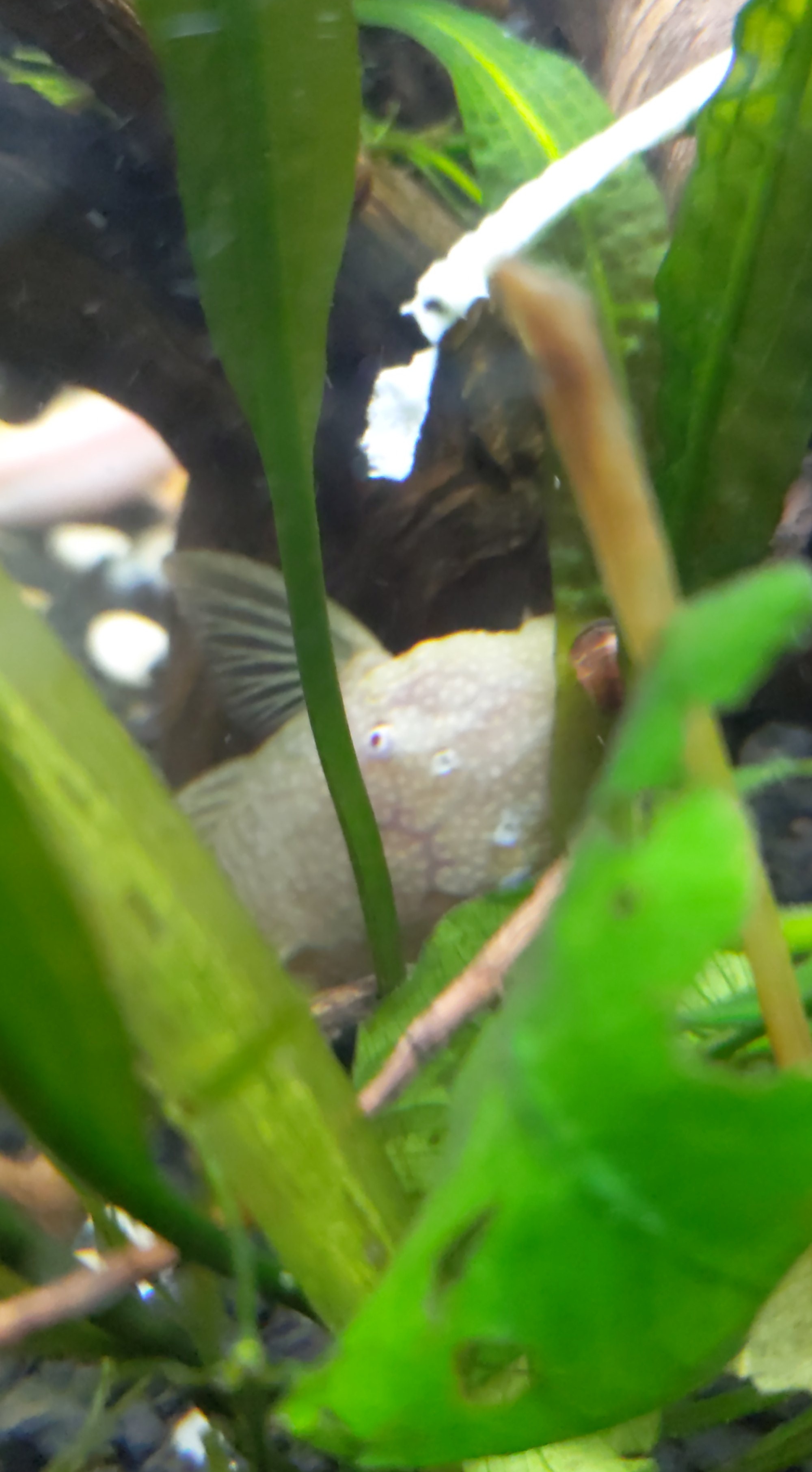 Hello! This morning our girl was upside down in a tree when we turned the light on. She was ...