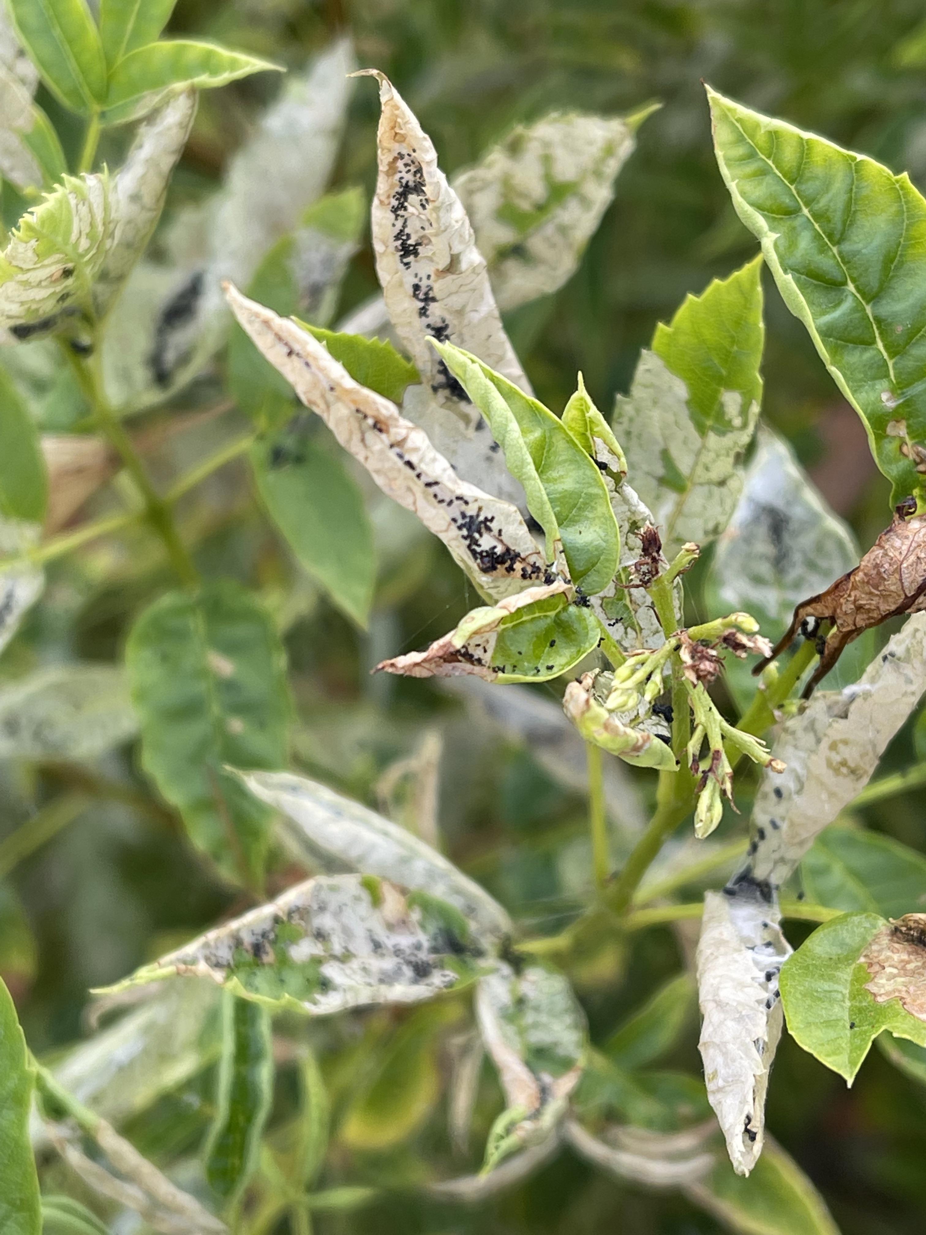 Help identifying pest | Scrolller