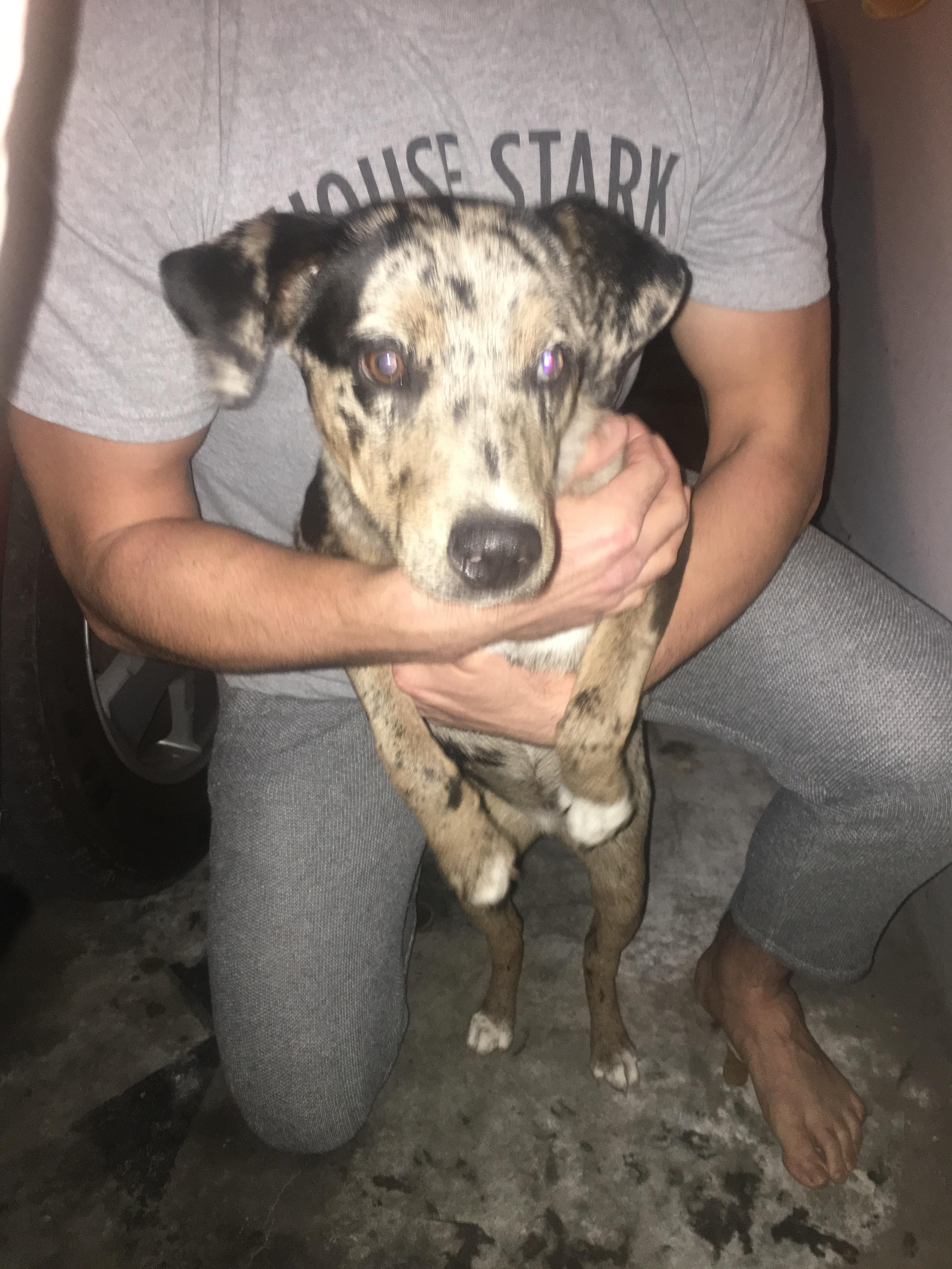 Help me find this dogs owner! | Scrolller