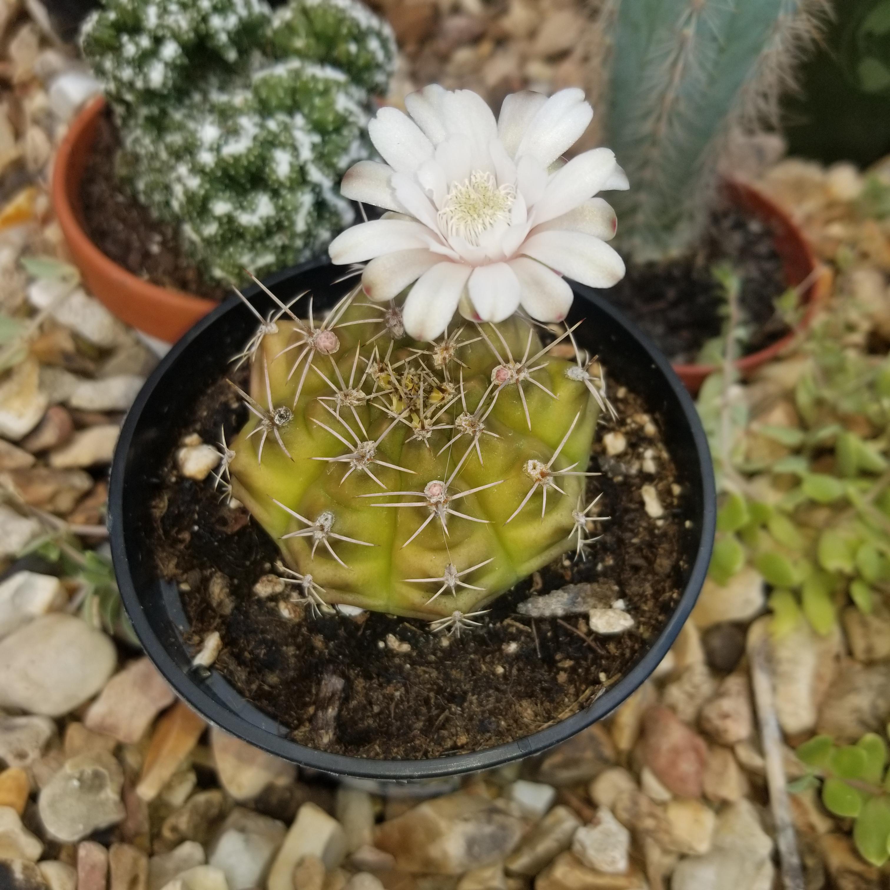Help me ID this cactus! Gymnocalycium something... | Scrolller