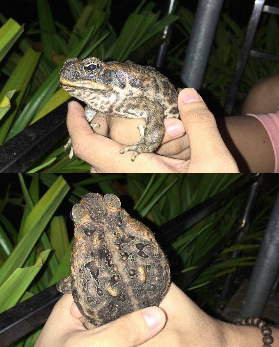 Help me Identify this toad please. I had this picture for months now. | Scrolller