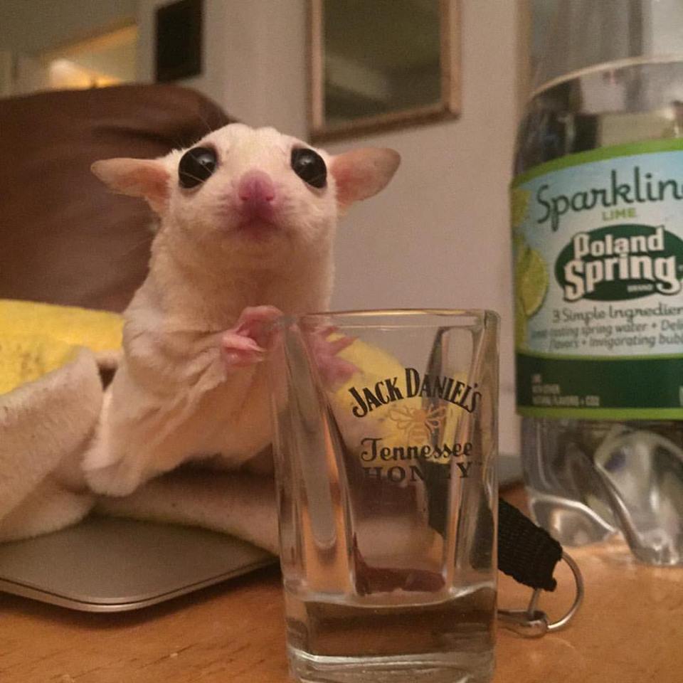 Help! My glider is an alcoholic! | Scrolller