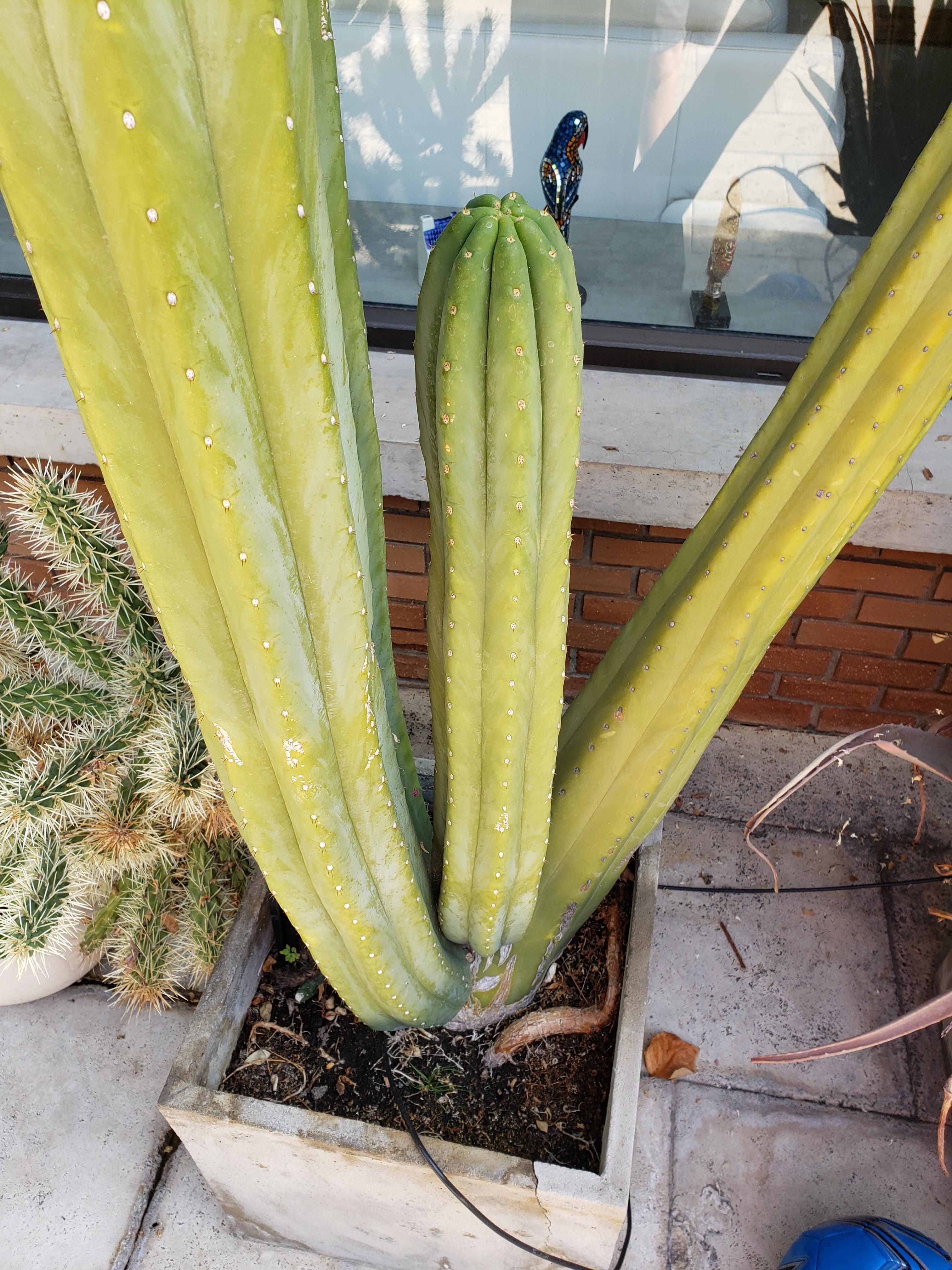 Help Recognizing This Cactus | Scrolller