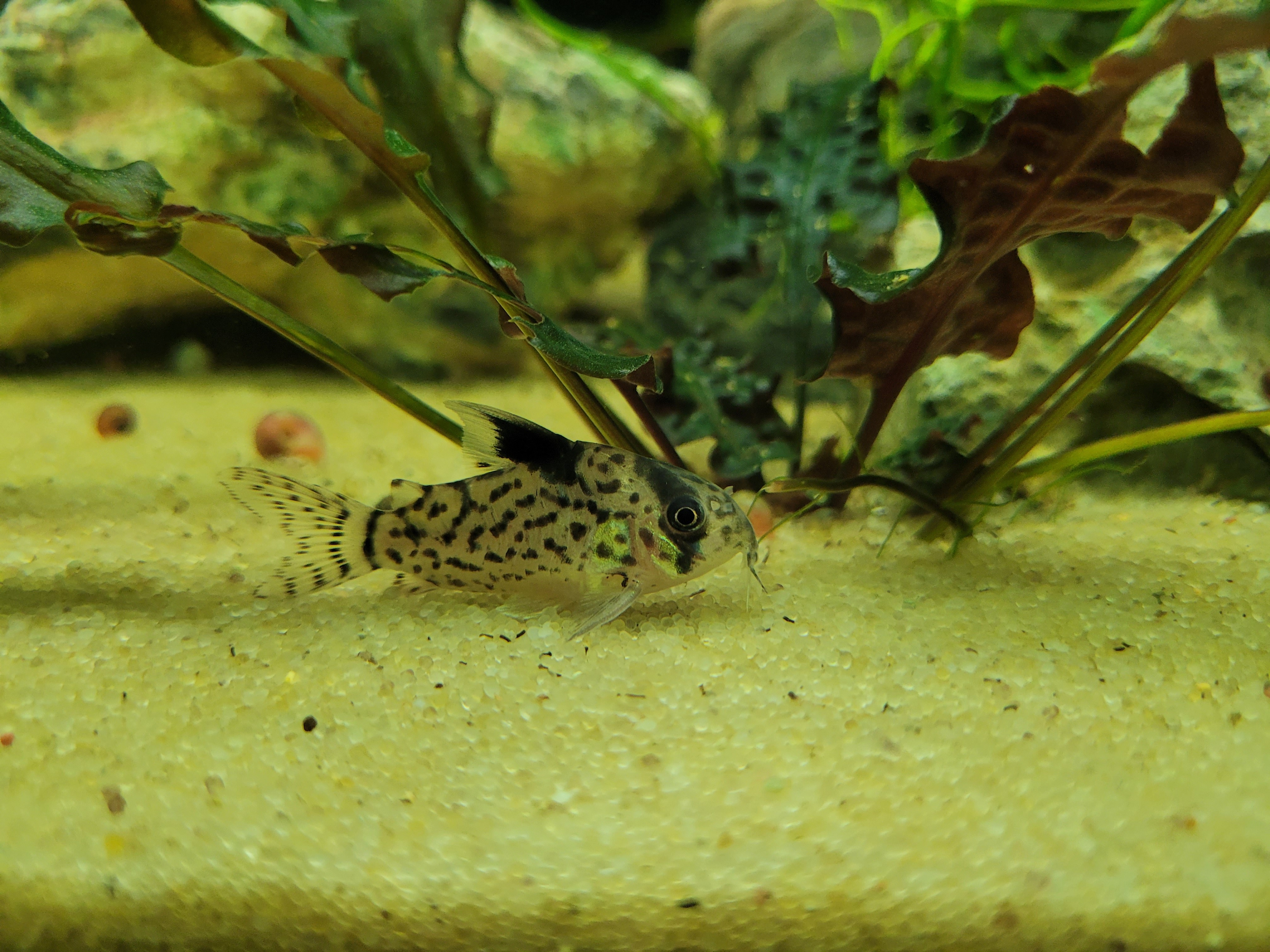 Help with Identification? | Scrolller