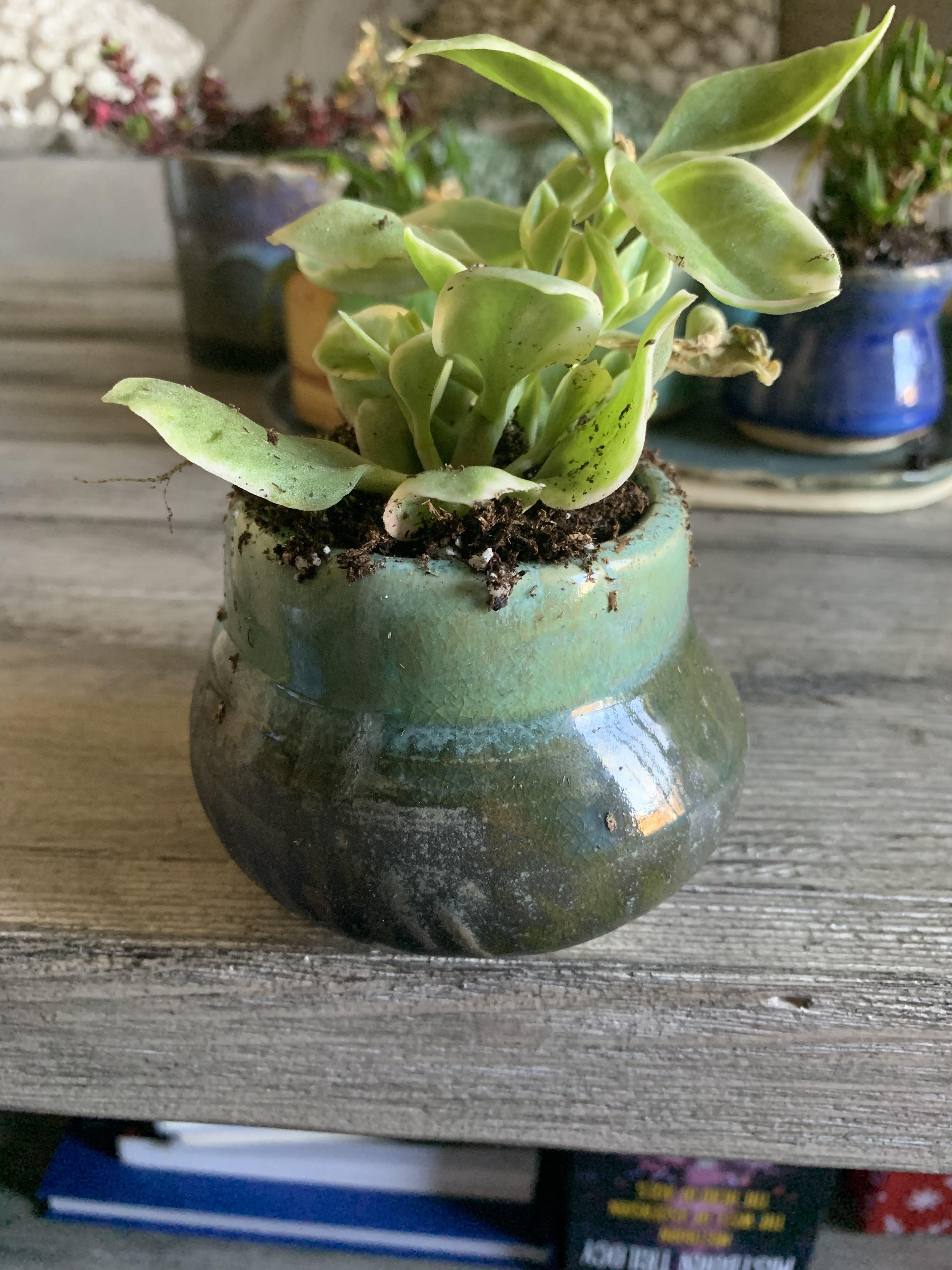 Help with pant ID | Scrolller