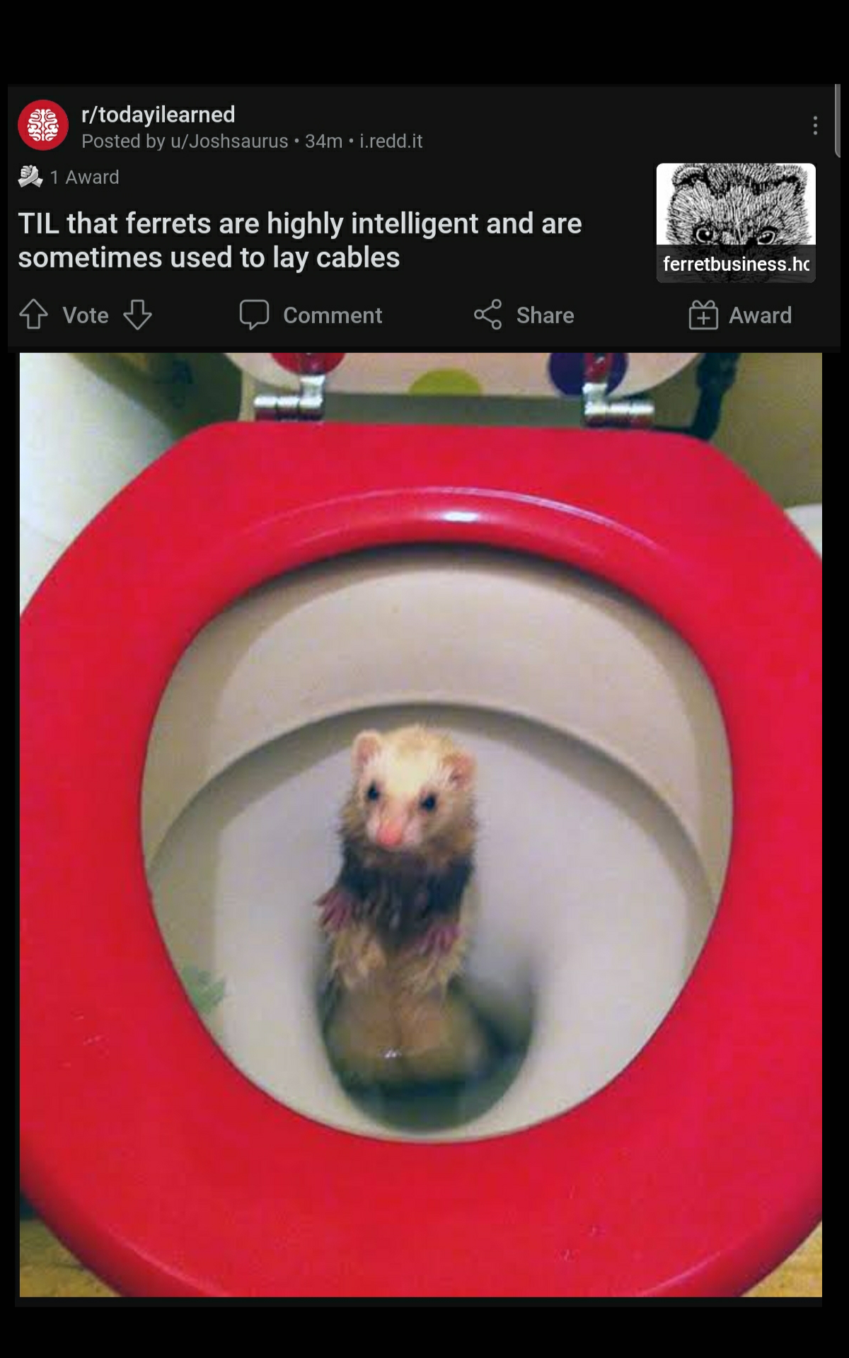 Helpful little guy. | Scrolller